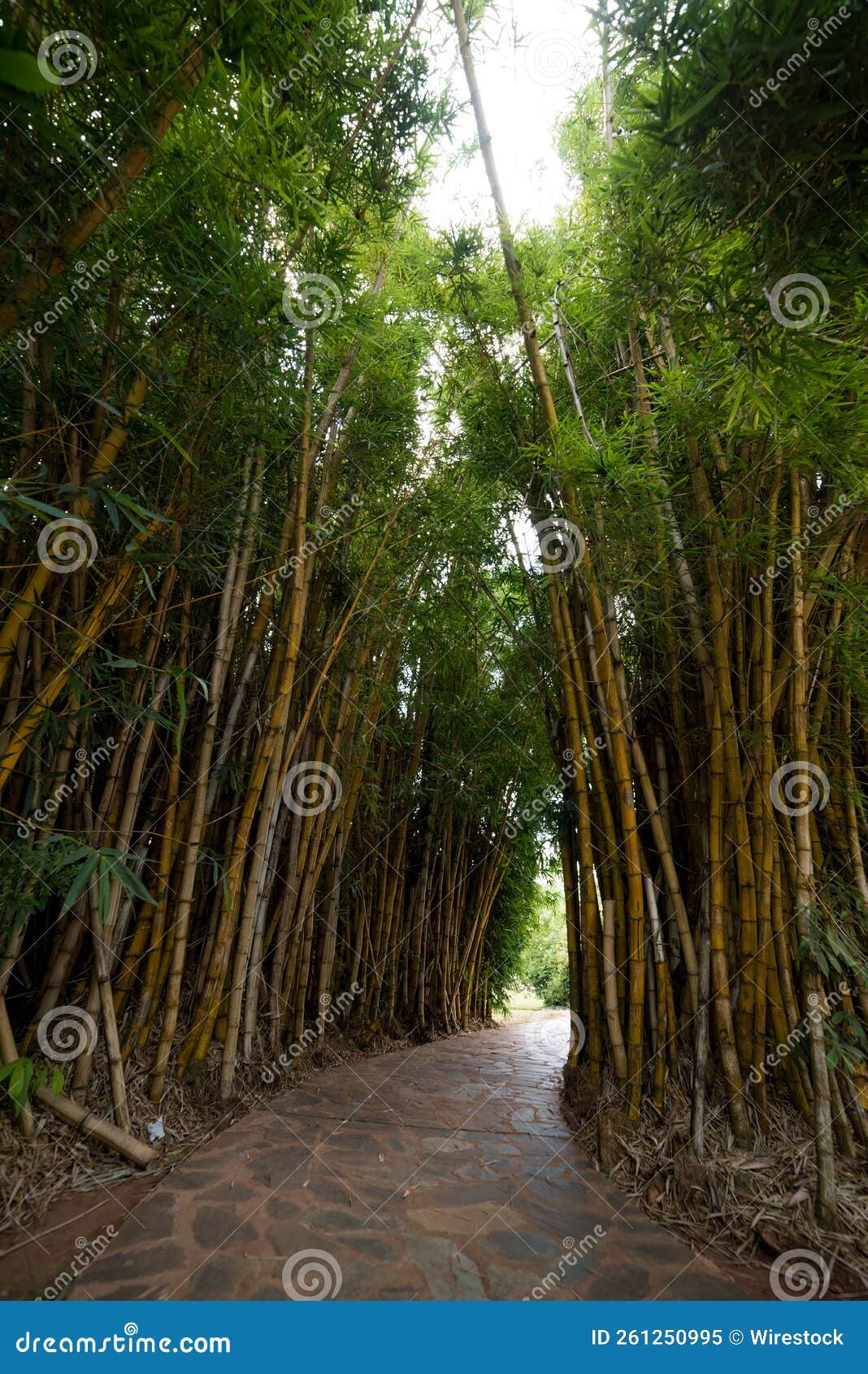 Vertical Shot of a Pathway in between Large Green Bamboo Trees Stock ...