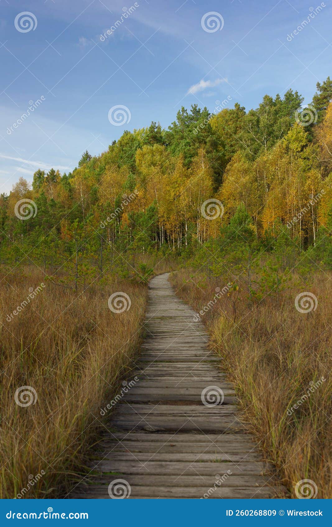 Vertical Shot of a Pathway Leading To a Forest in Autumn Stock Image ...