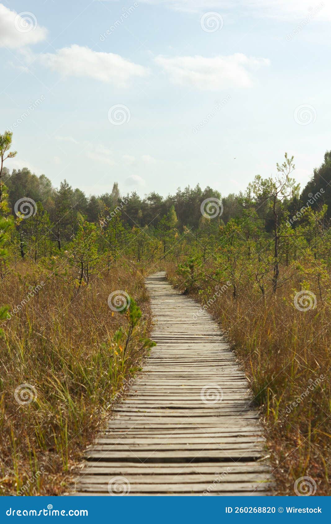 Vertical Shot of a Pathway Leading To a Forest in Autumn Stock Photo ...