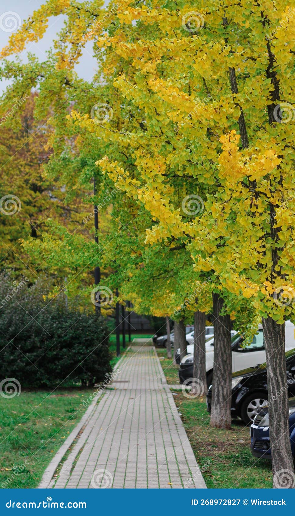 Vertical Shot of a Pathway in the Park Stock Image - Image of autumn ...