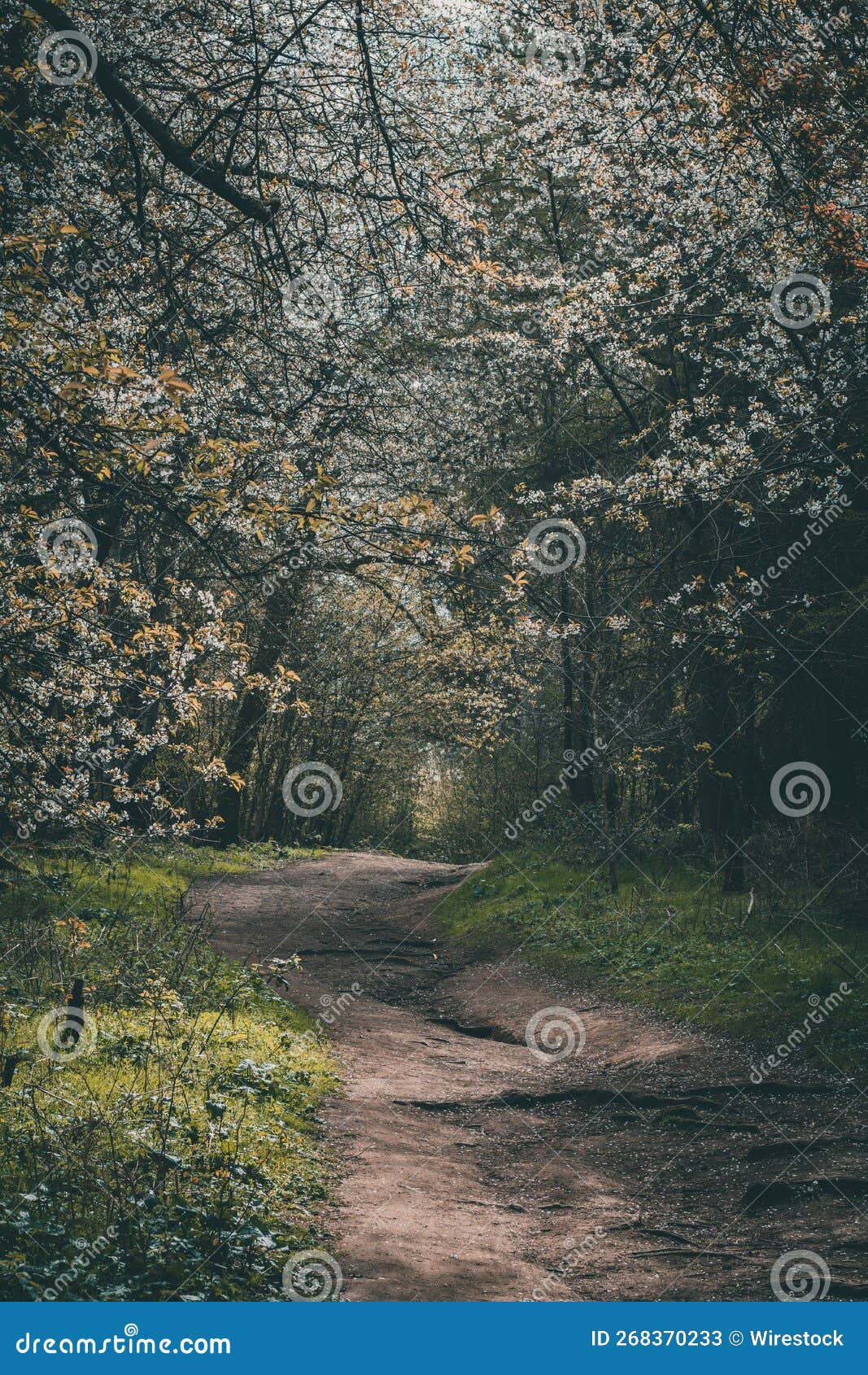 Vertical Shot of a Pathway Passing through Trees in Spring Stock Image ...