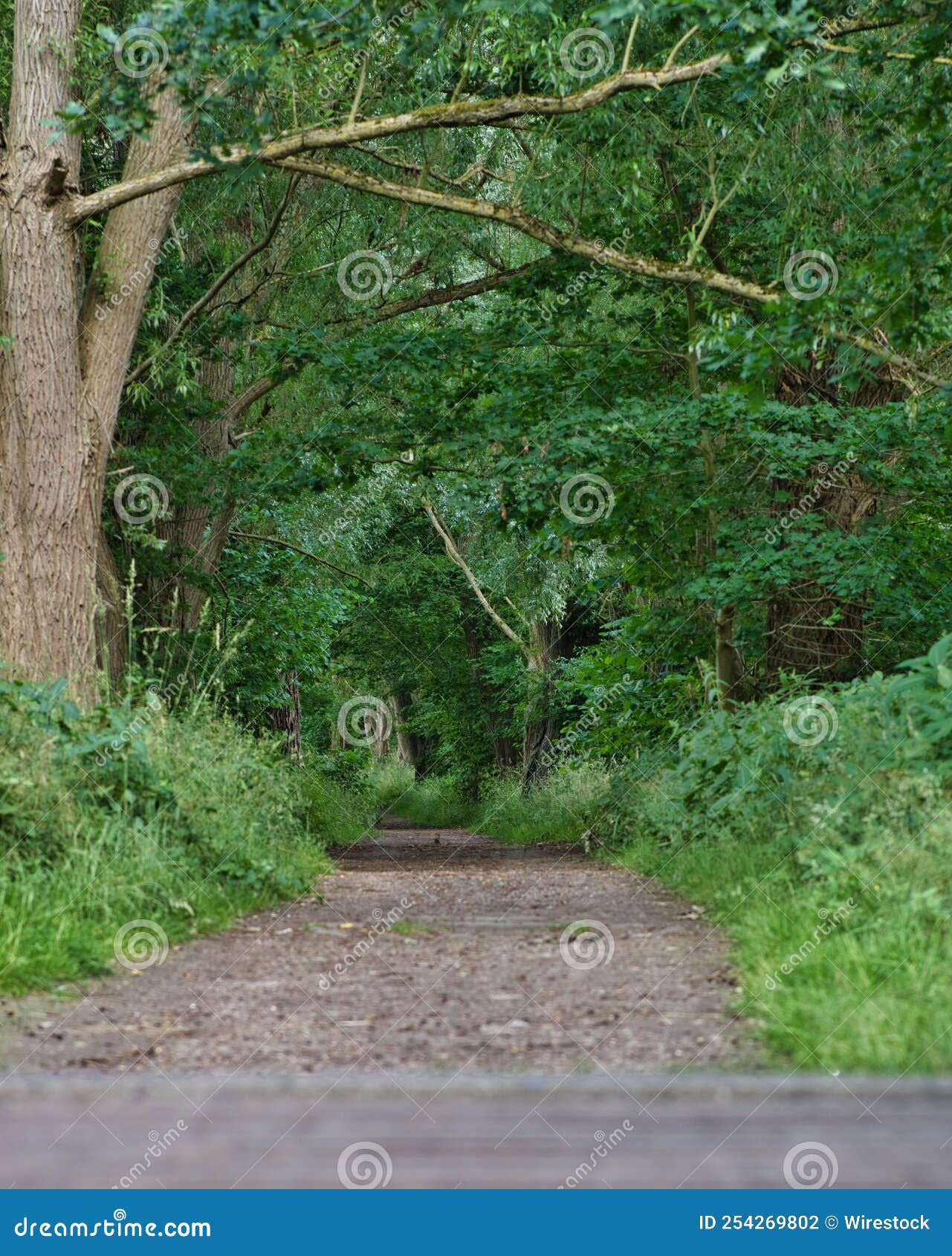 Vertical Shot of a Pathway Surrounded by Trees Stock Photo - Image of ...