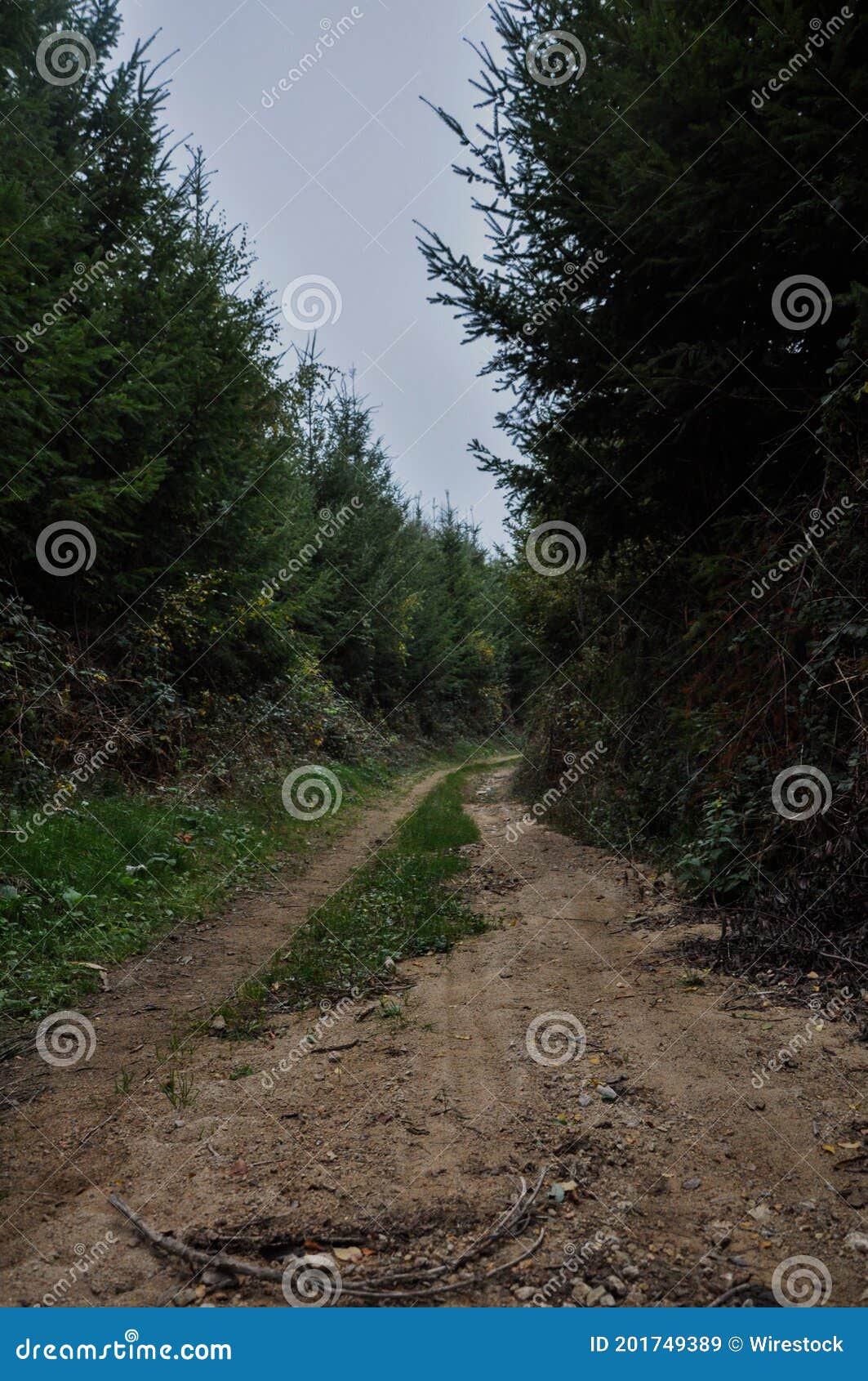 Vertical Shot of a Pathway Surrounded by Trees in the Forest Stock ...