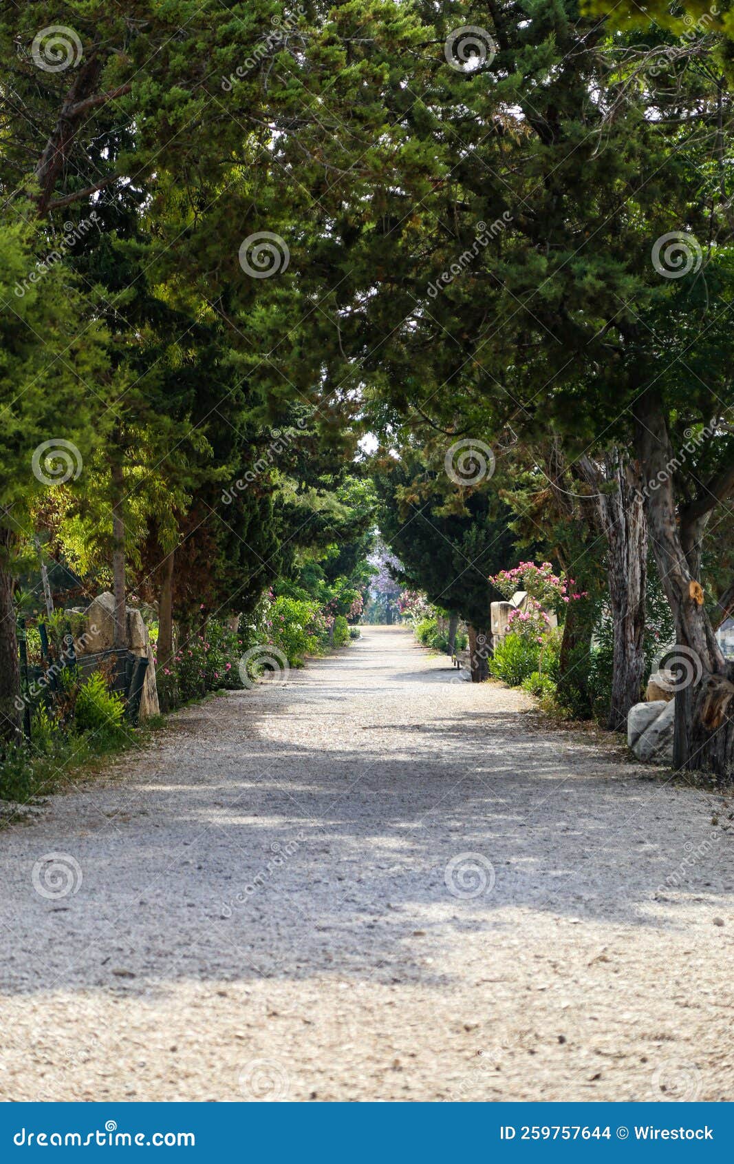 Vertical Shot of a Pathway between Trees Stock Photo - Image of ...