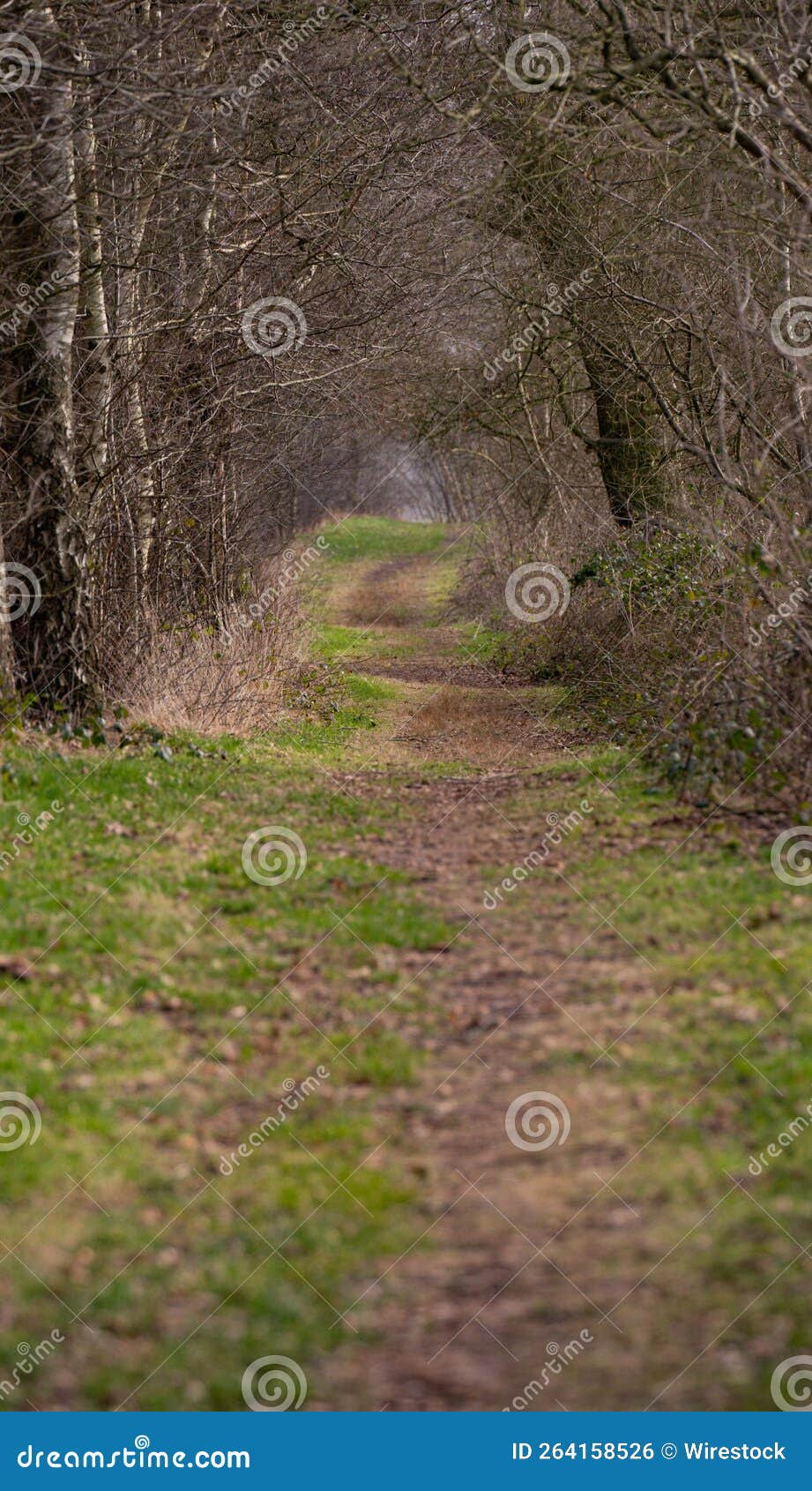 Vertical Shot of a Pathway through the Trees in a Forest Stock Photo ...
