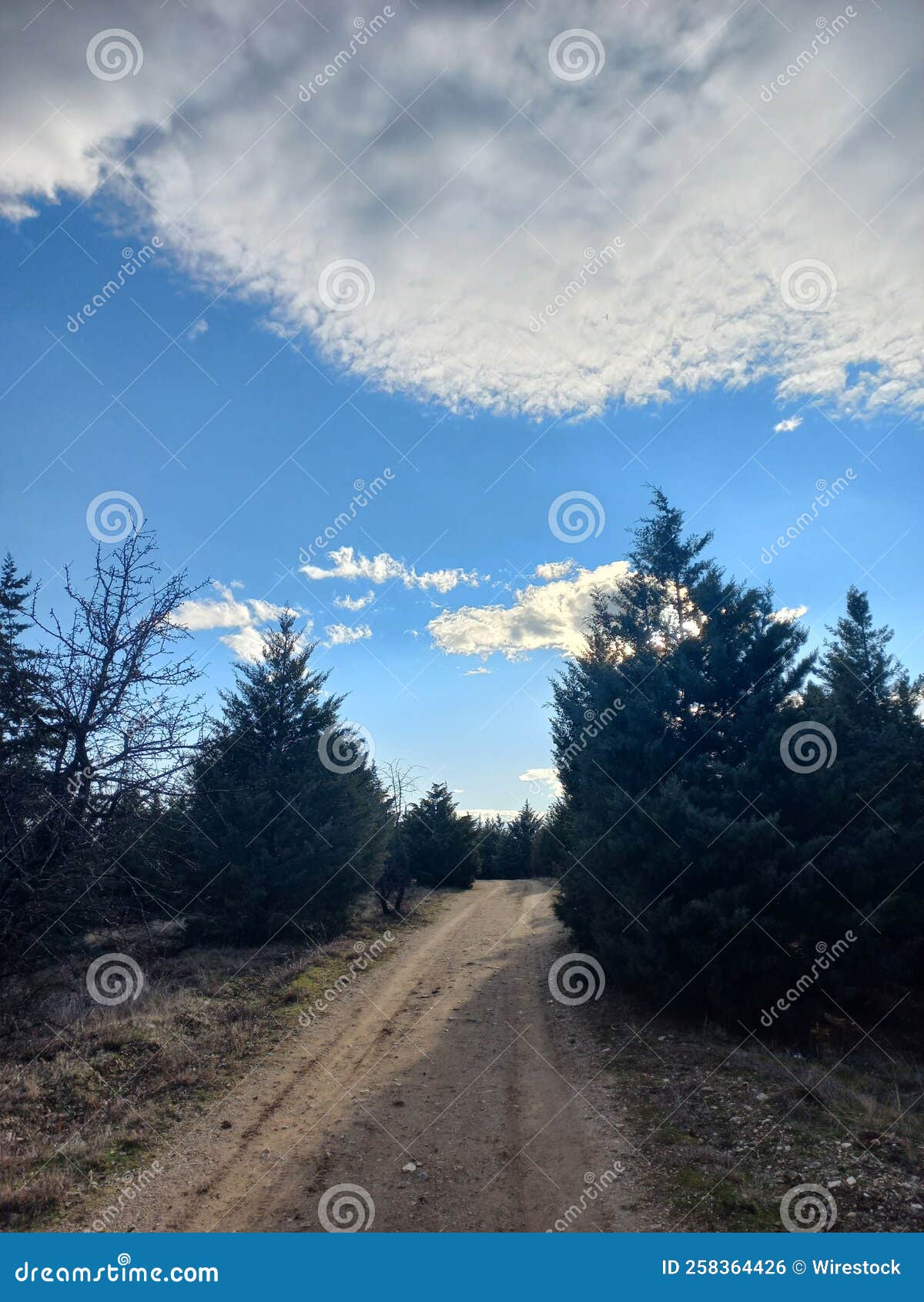 Vertical Shot of a Pathway on a Yellow Plant Field with Trees in the ...
