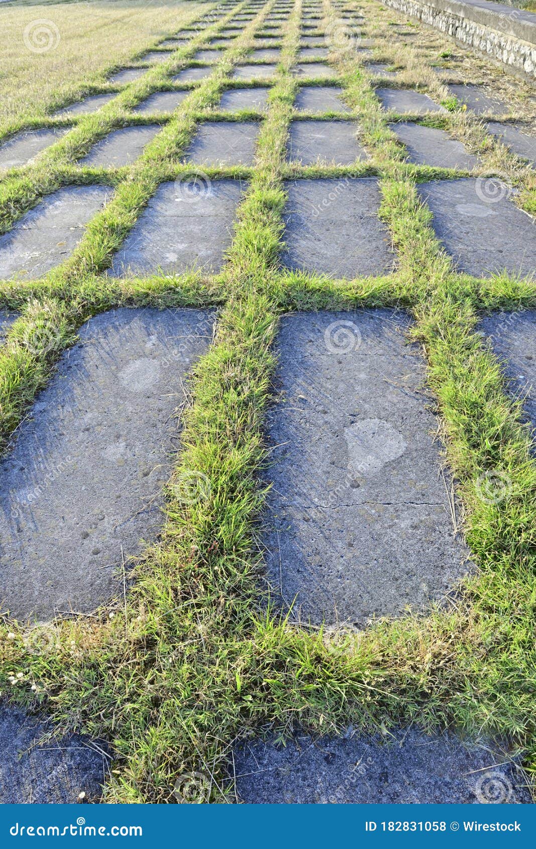 Vertical Shot of Paving Slabs in the Ground Framed by Grass Growing ...