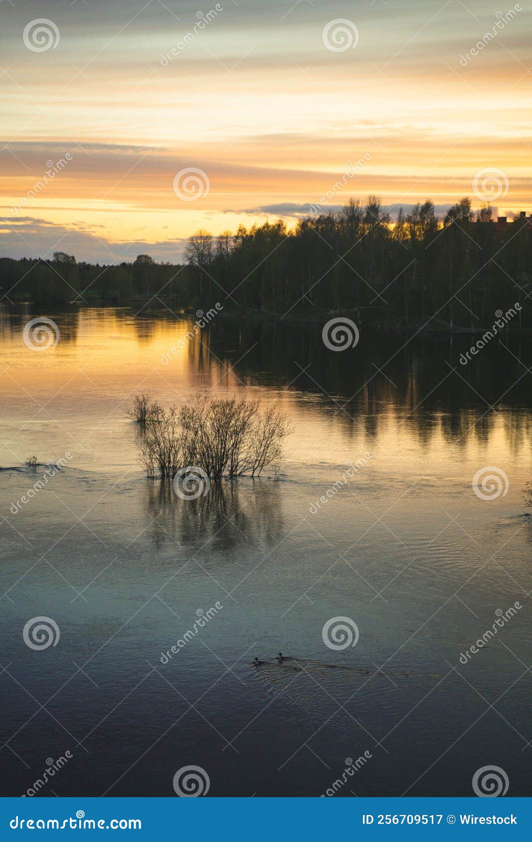 Vertical Shot of a Peaceful River with Trees at Sunset in Sweden Stock ...