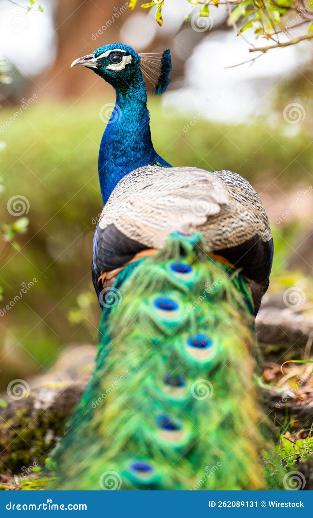 Vertical Shot Of A Peacock Stock Image Image Of Color 262089131