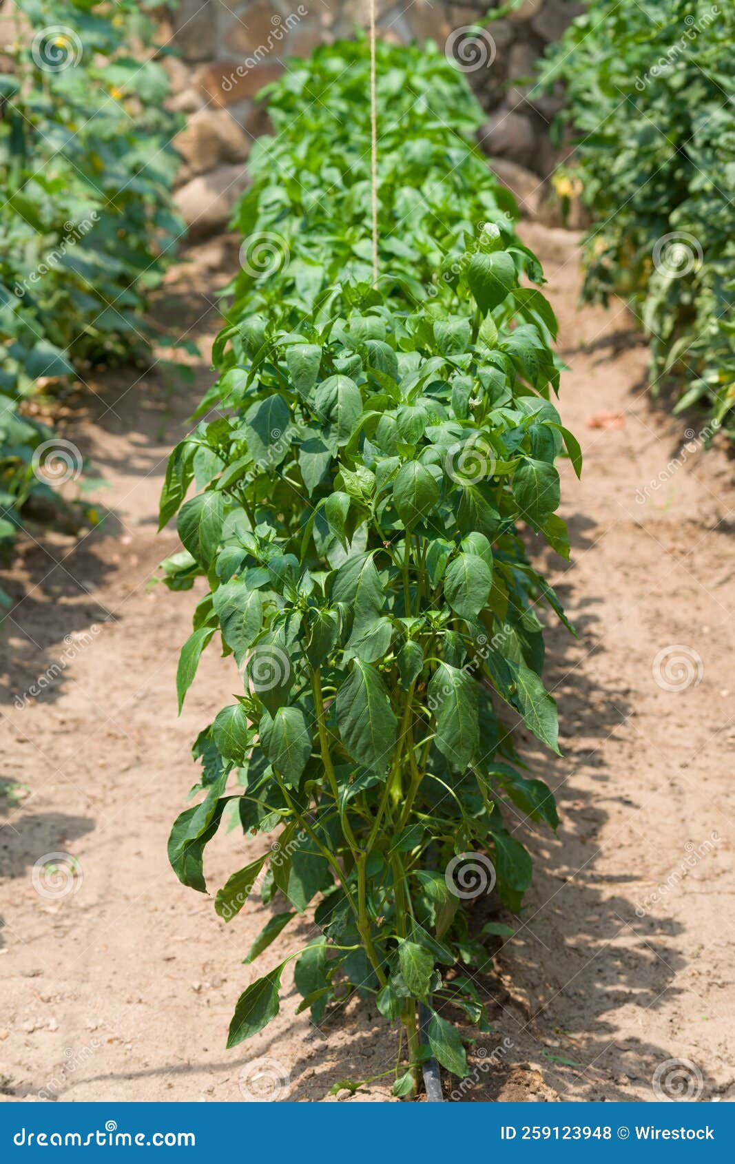 Vertical Shot of Pepper Plants in Rows Outdoors Under Sunlight Stock ...