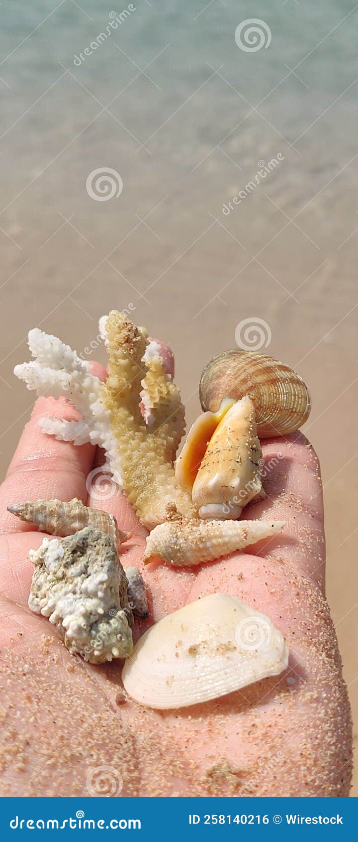 Vertical Shot of a Person Holding Different Types of Seashells in Their ...