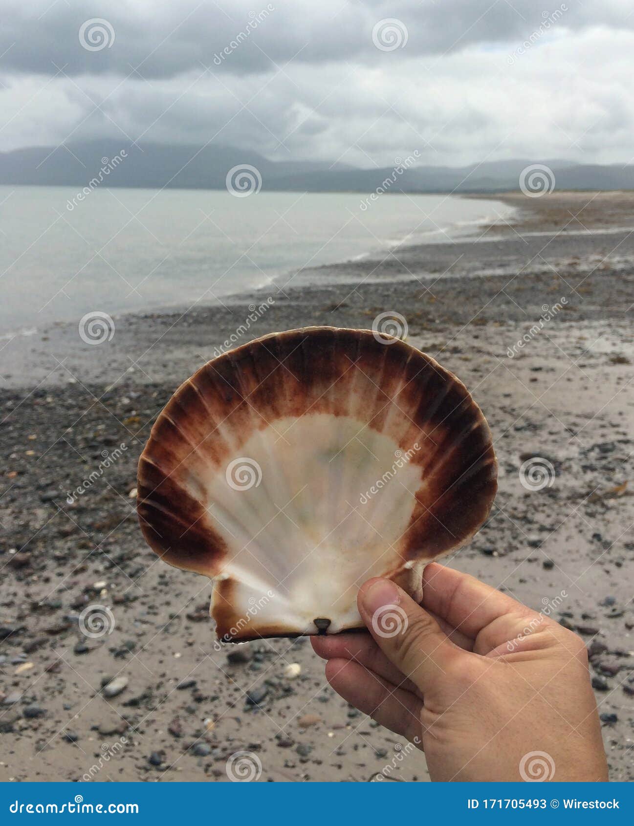 Vertical Shot of a Person Holding a Seashell at the Beach Stock Image ...