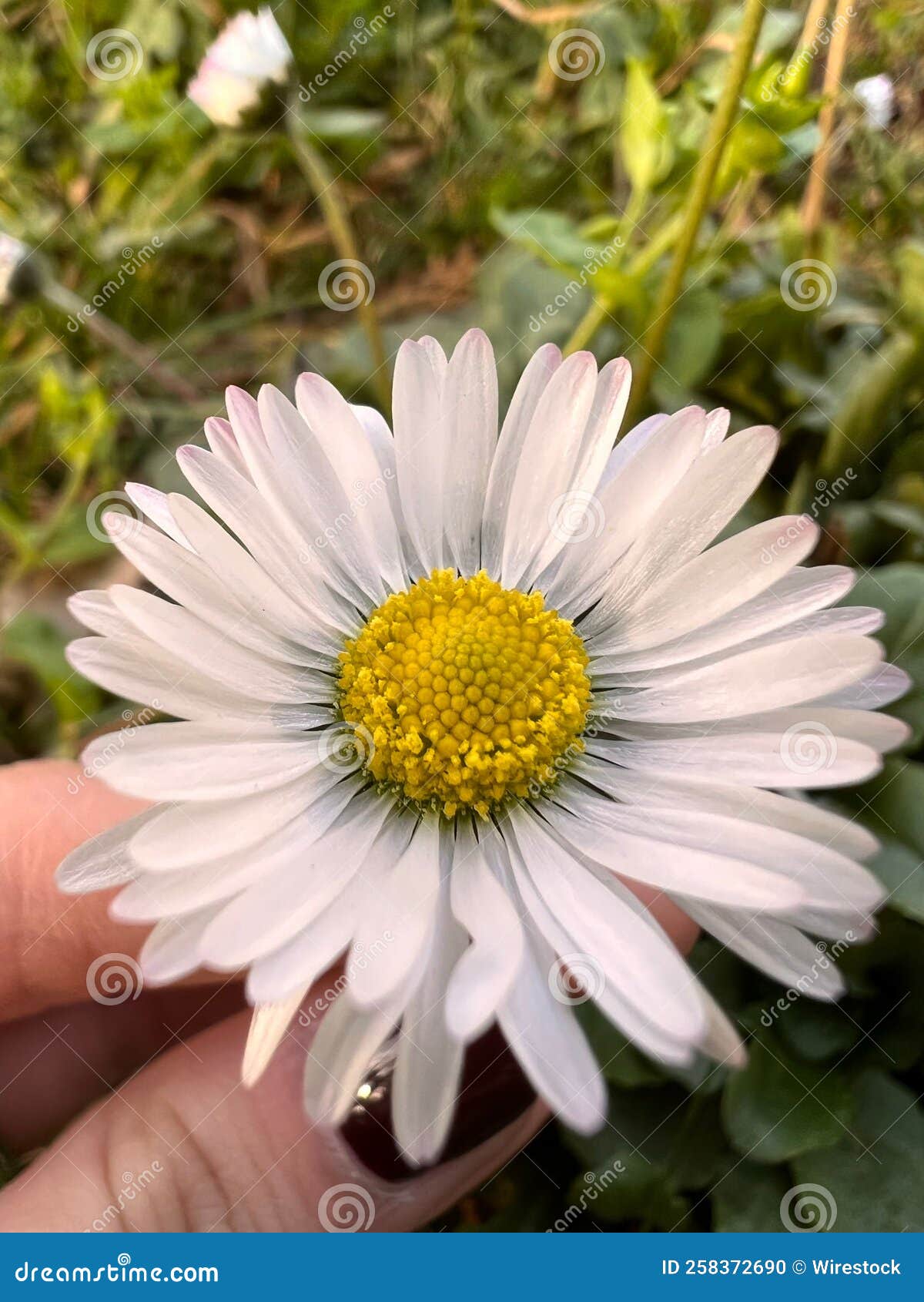 Vertical Shot of a Person Picking a White Daisy Stock Photo - Image of ...