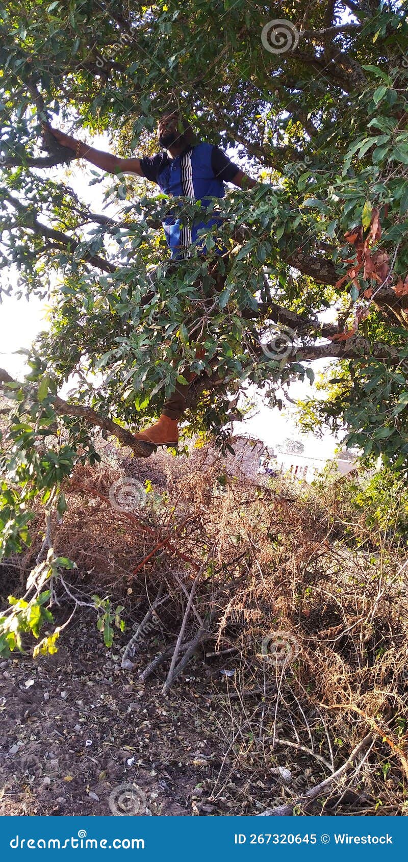 Vertical Shot of a Person Standing on a Tree Branch Stock Image - Image ...