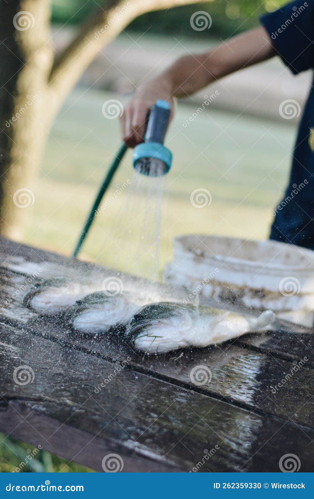 Vertical Shot of a Person Washing Fish with a Hose Stock Photo - Image ...