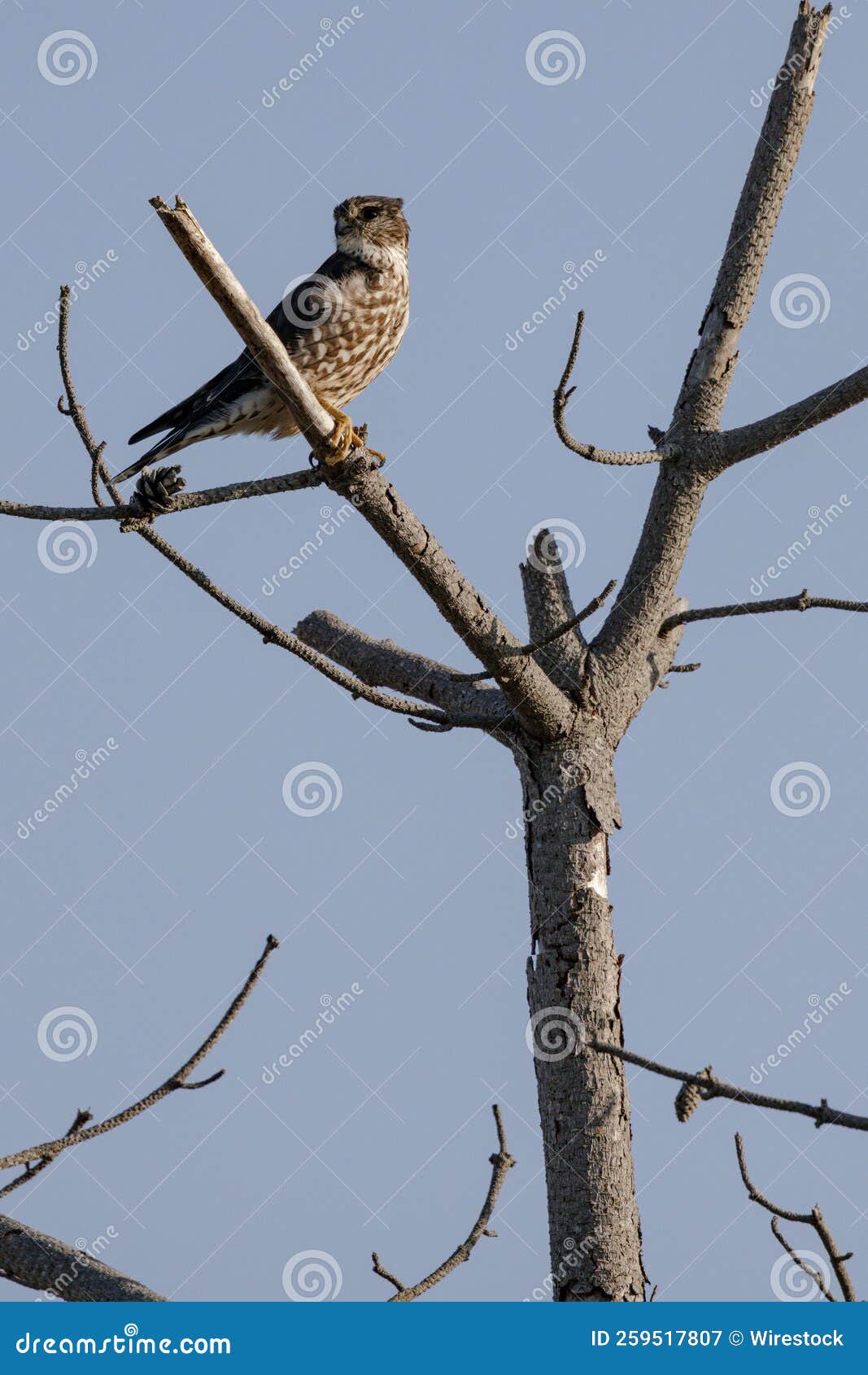 Vertical Shot of a Pigeon Hawk on the Branch of a Tree Stock Image ...