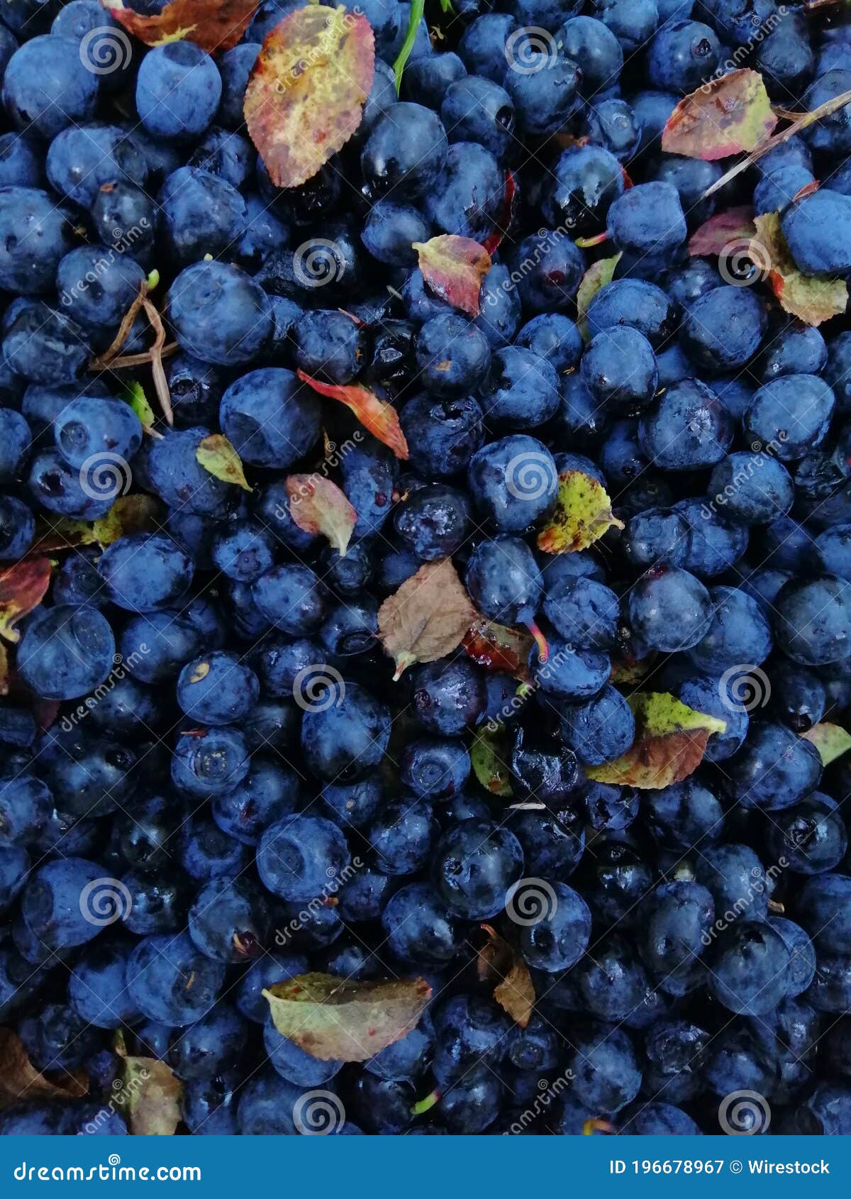 Vertical Shot of a Pile of Fresh Blueberries Under the Lights Stock ...