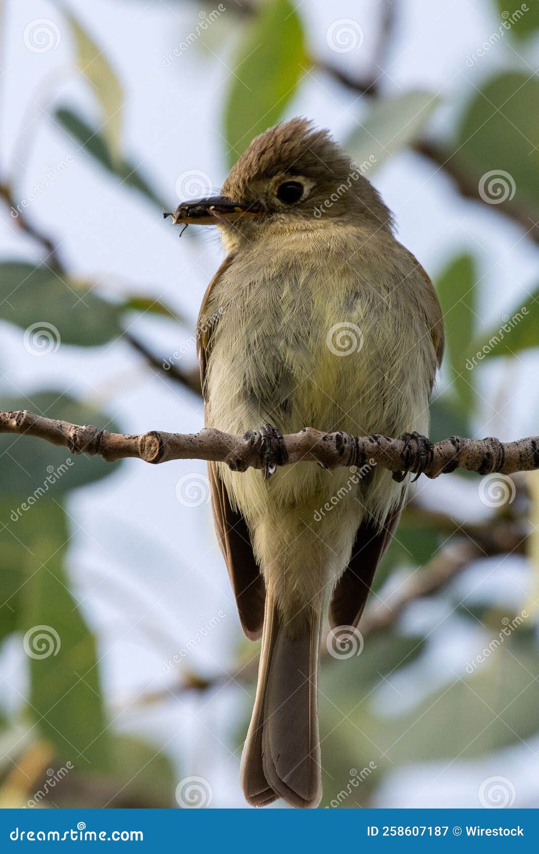 Vertical Shot of a Pine Bully on a Tree during the Day Stock Image ...