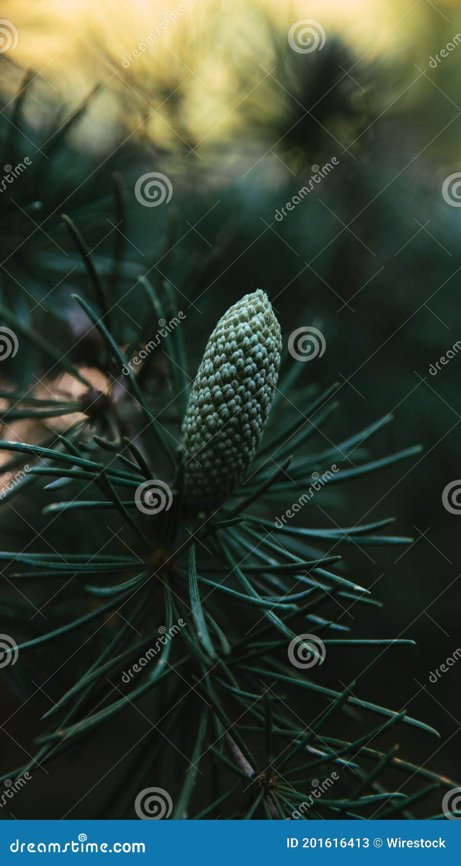 Vertical Shot of a Pine Cone on the Tree Stock Image - Image of plant ...