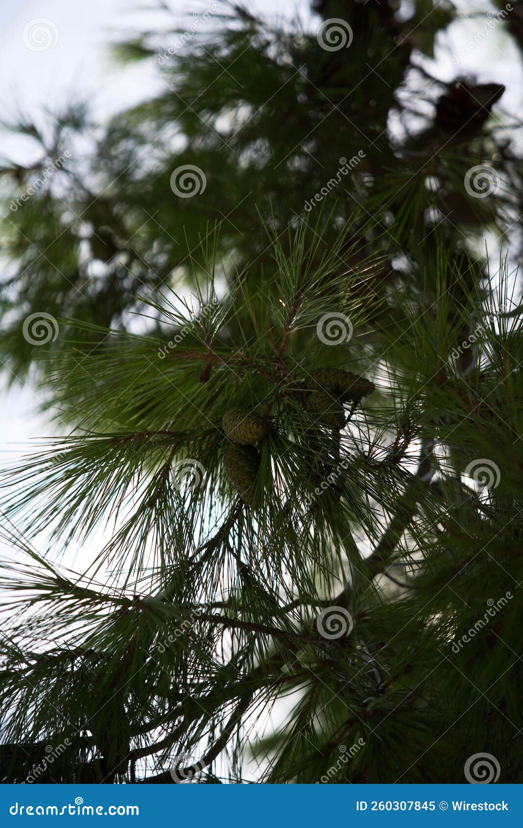 Vertical Shot of a Pine Tree Branch with Cones Stock Image - Image of ...