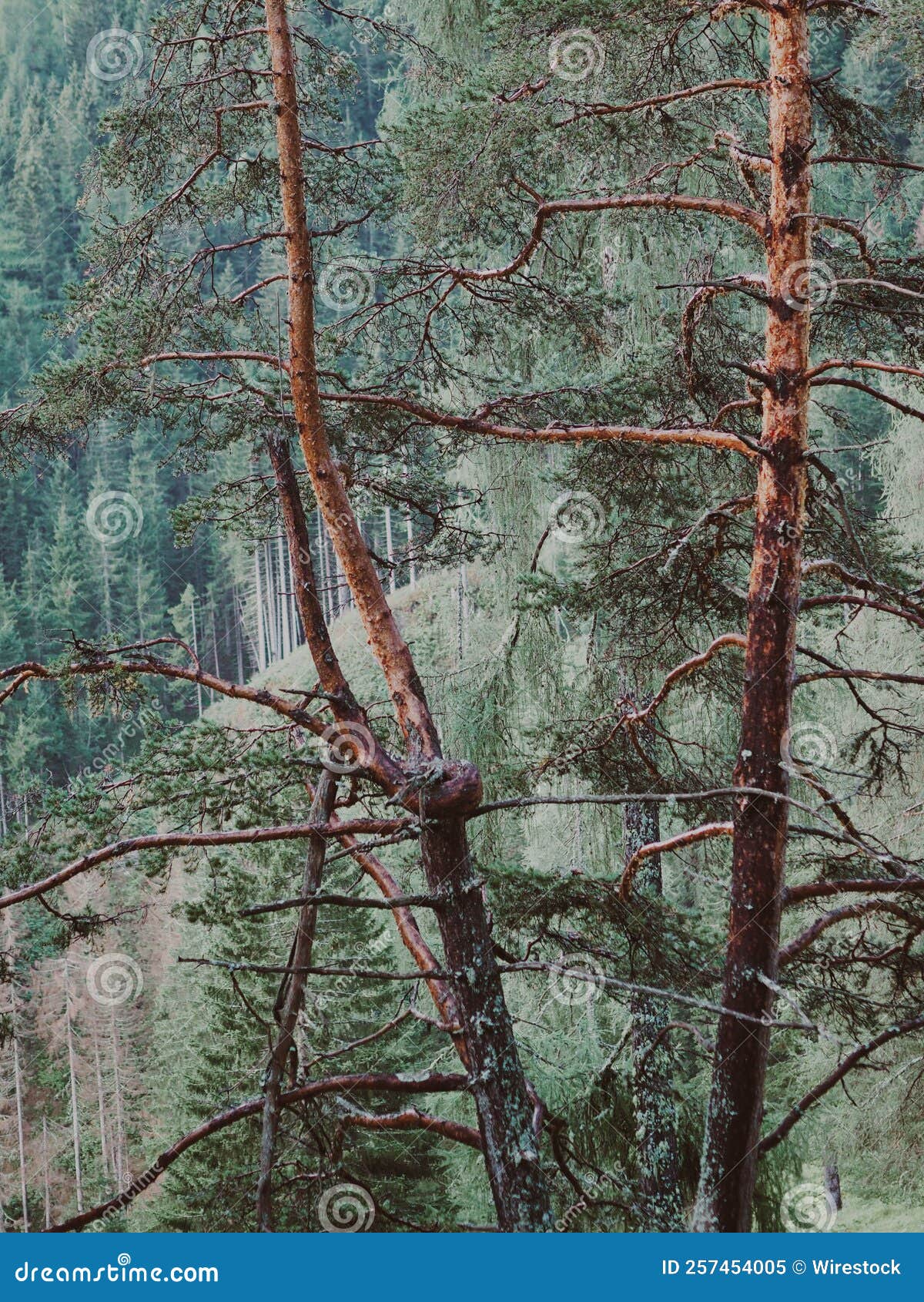 Vertical Shot of Pine Tree Branches Stock Image - Image of pine ...