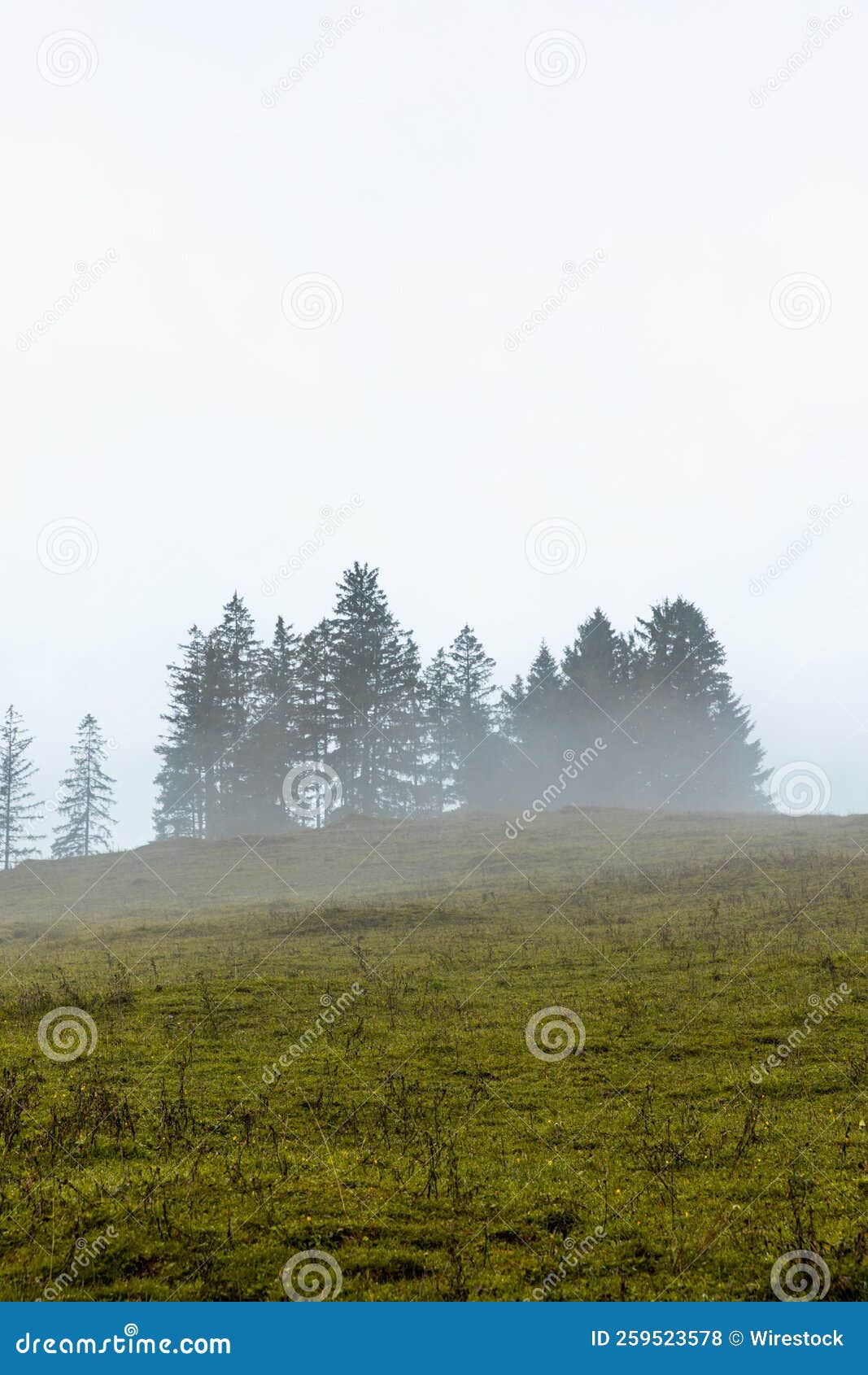 Vertical Shot of Pine Trees on a Valley Covered with Fog Stock Photo ...