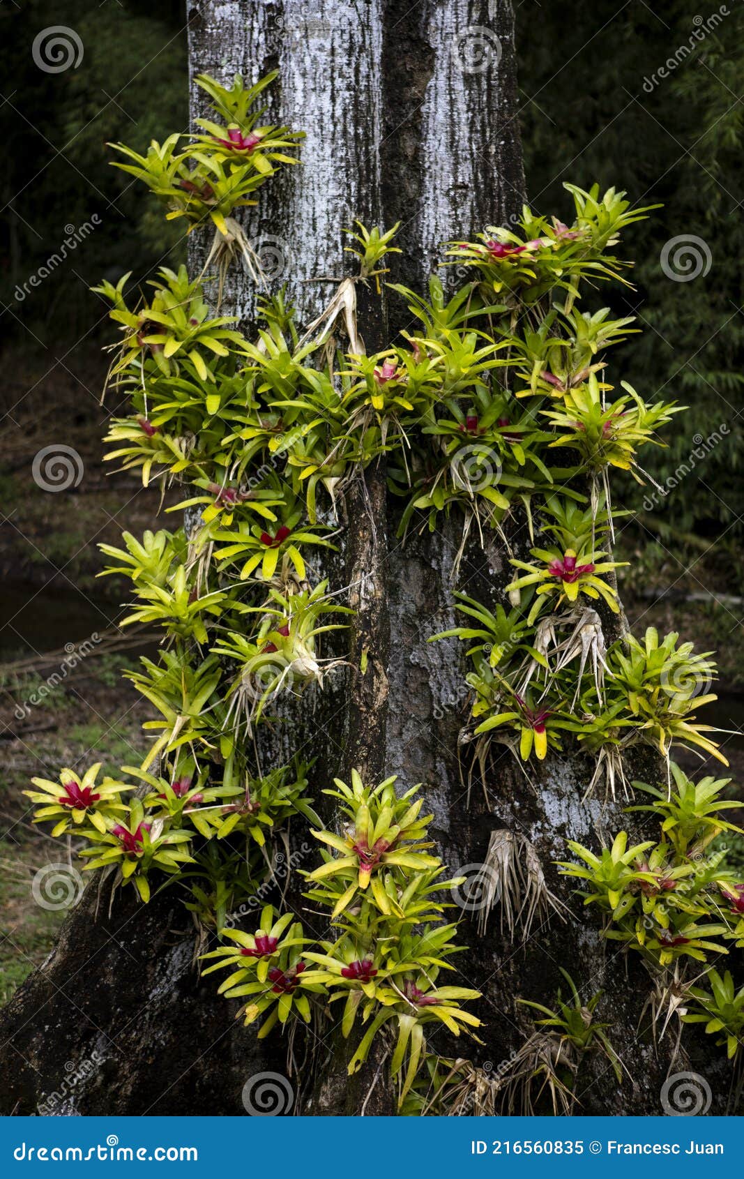 Vertical Shot of Pink Bromeliads Grown on Trees Stock Image - Image of ...