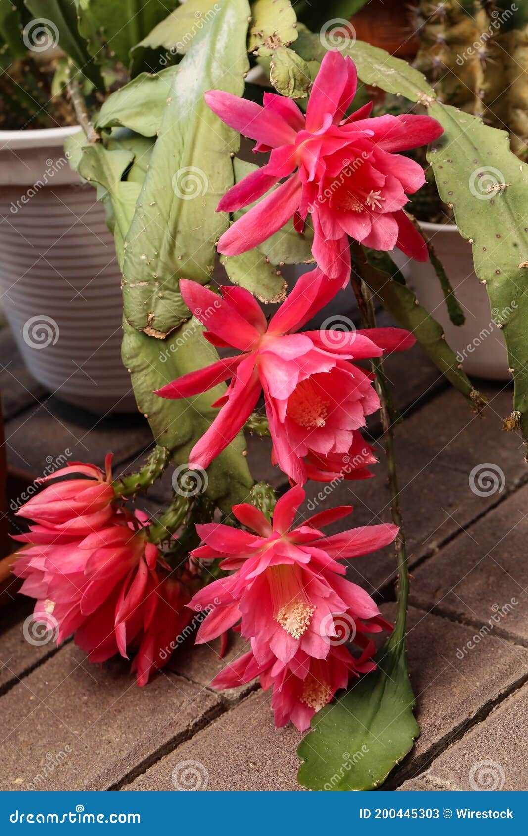 Vertical Shot of Pink Epiphyllum Stock Image - Image of nature ...