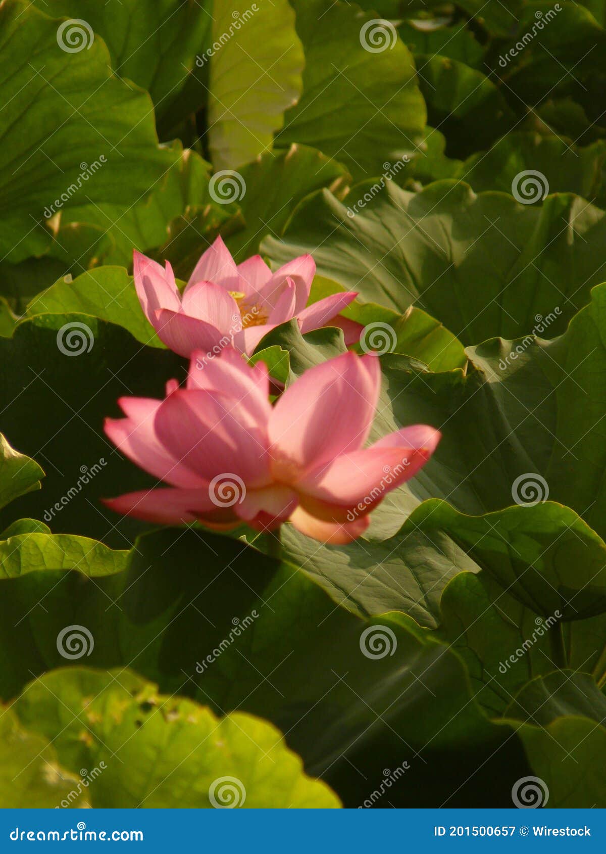 Vertical Shot of Pink Lotus Flower Stock Image - Image of light, nature ...