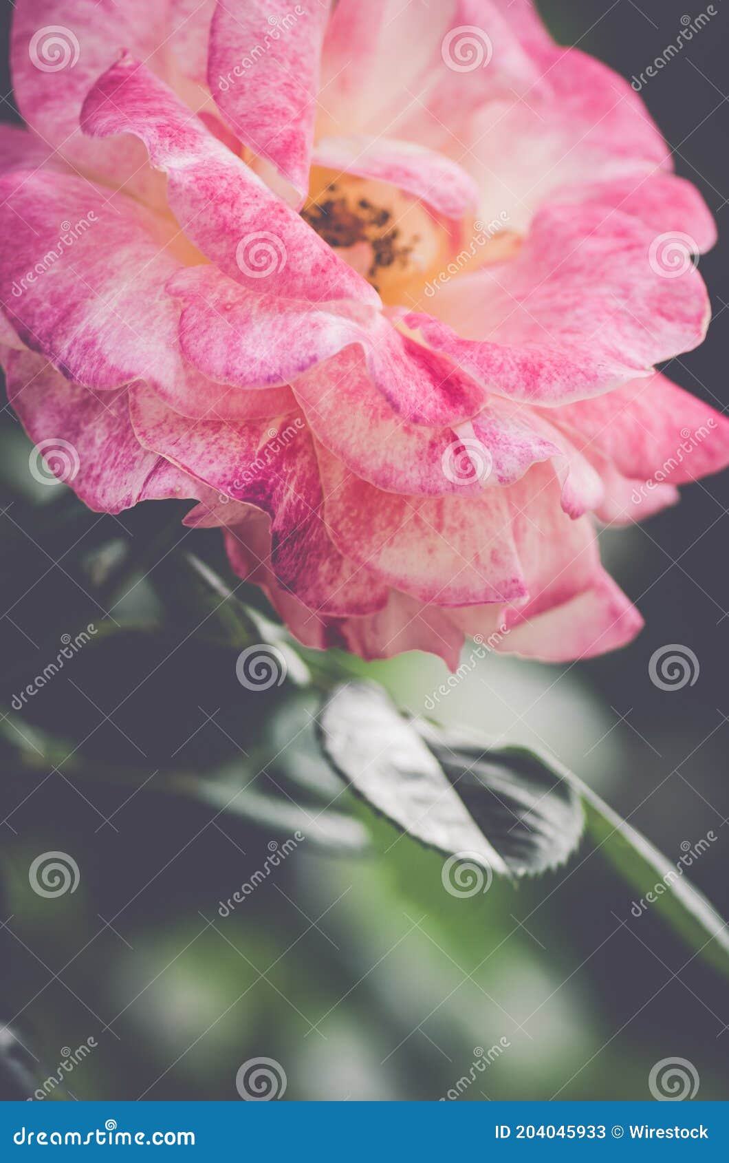 Vertical Shot of a Pink Rose in a Garden Stock Image - Image of ...