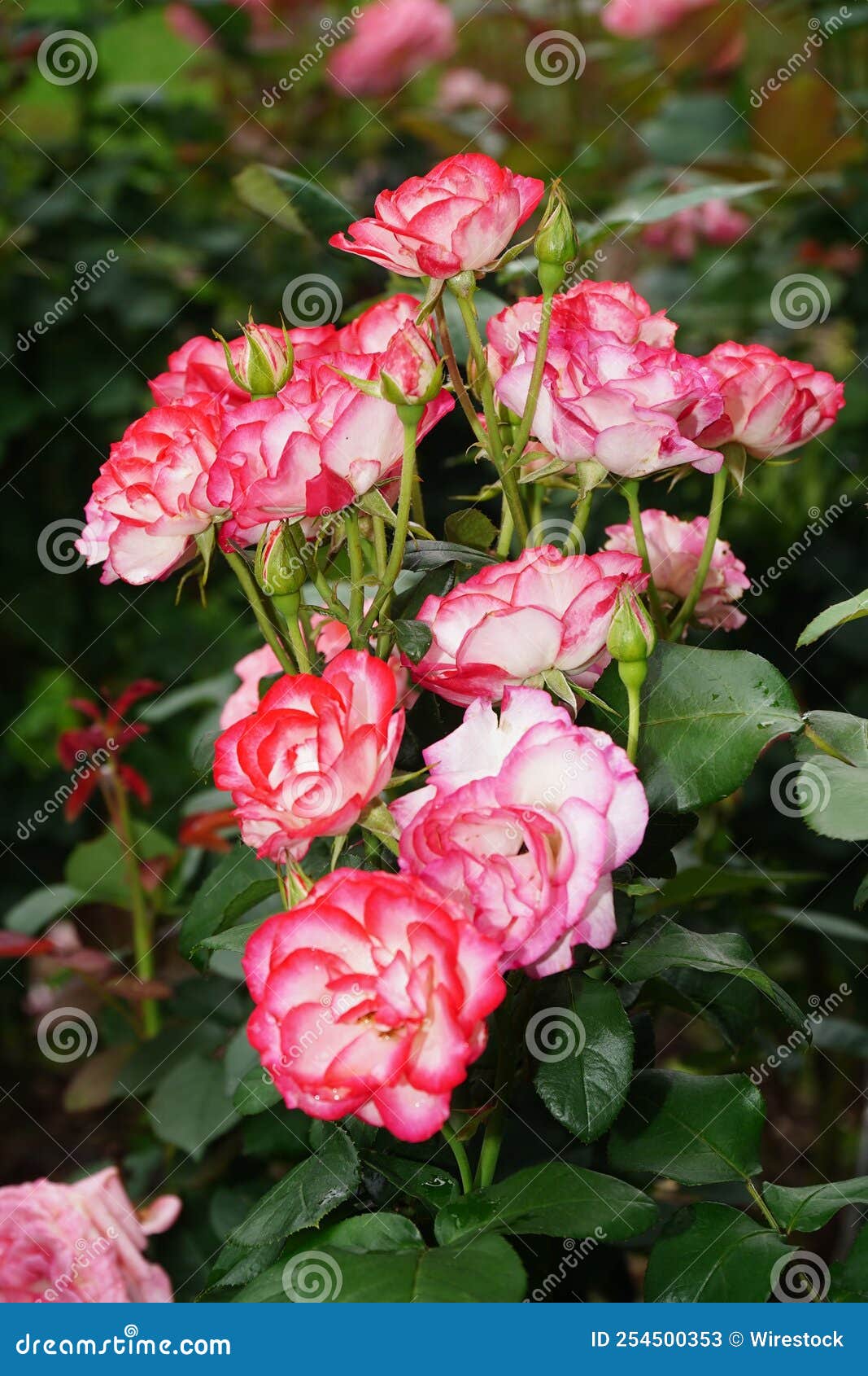 Vertical Shot of Pink Roses in a Garden Stock Image - Image of nature ...