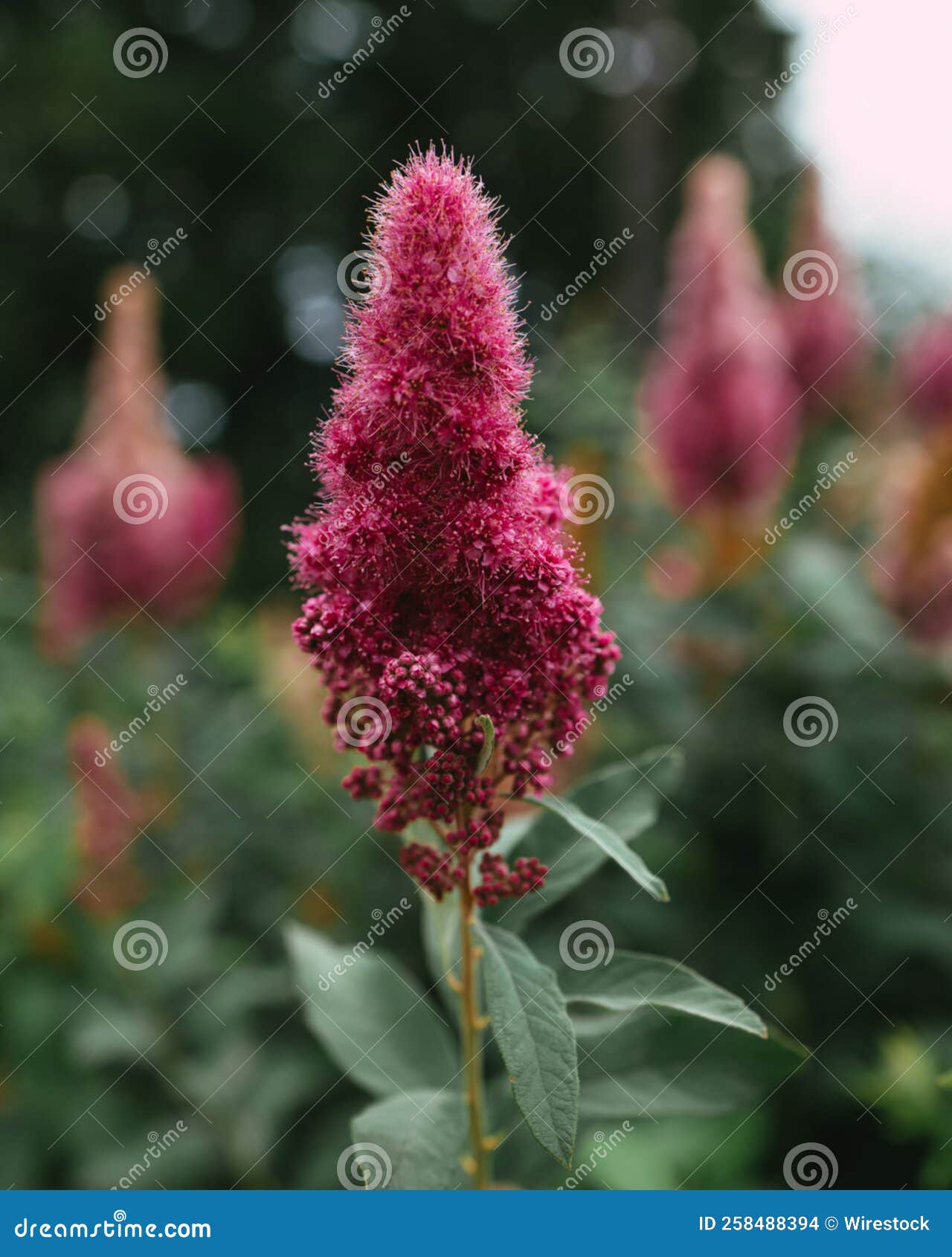 Vertical Shot of a Pink Spiraea Willow Growing in a Field Stock Photo ...