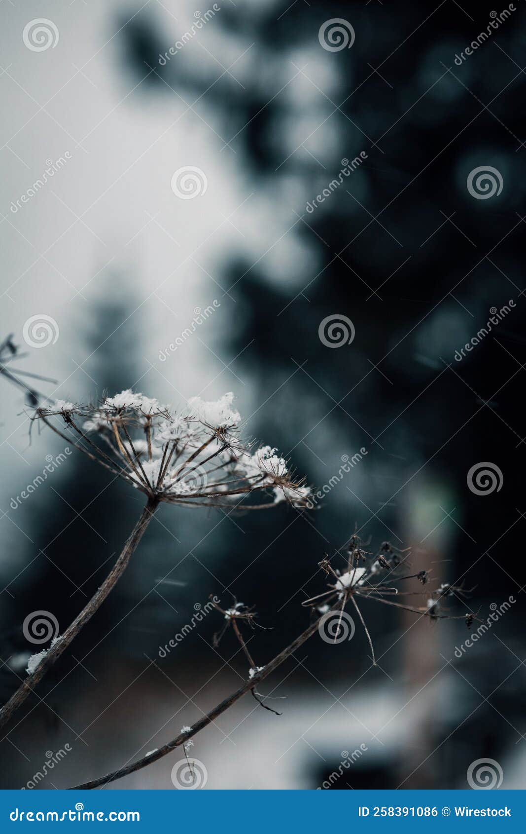 Vertical Shot of a Plant with Frost on Top Stock Photo - Image of ...