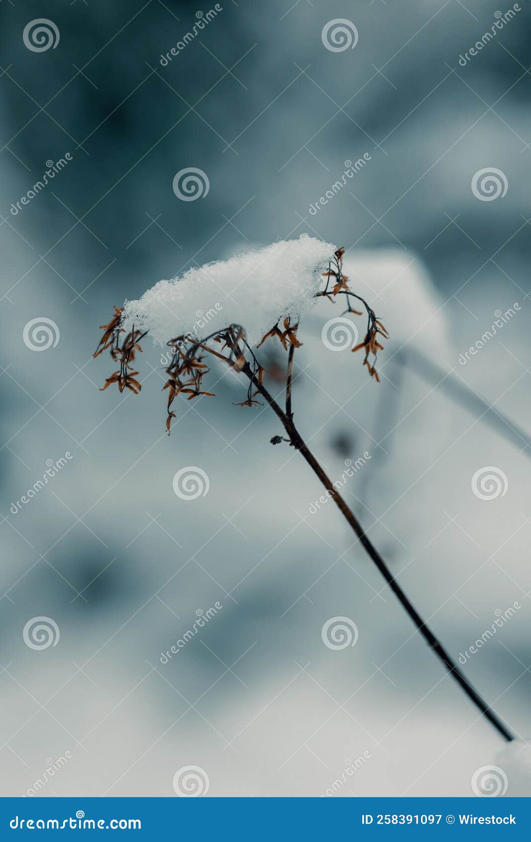 Vertical Shot of a Plant with Frost on Top Stock Image - Image of ...