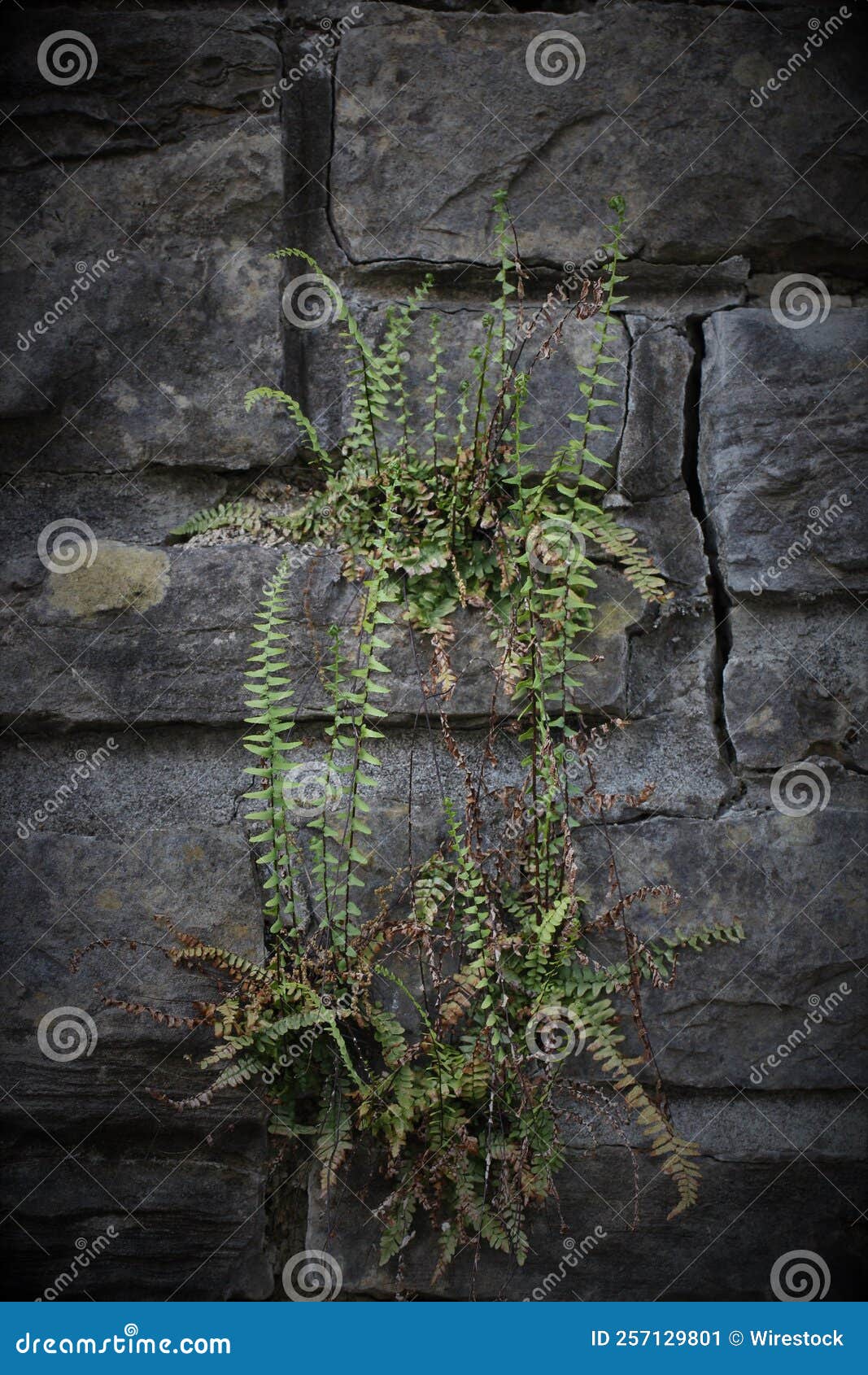 Vertical Shot of a Plant Grown on a Brick Wall Stock Image - Image of ...