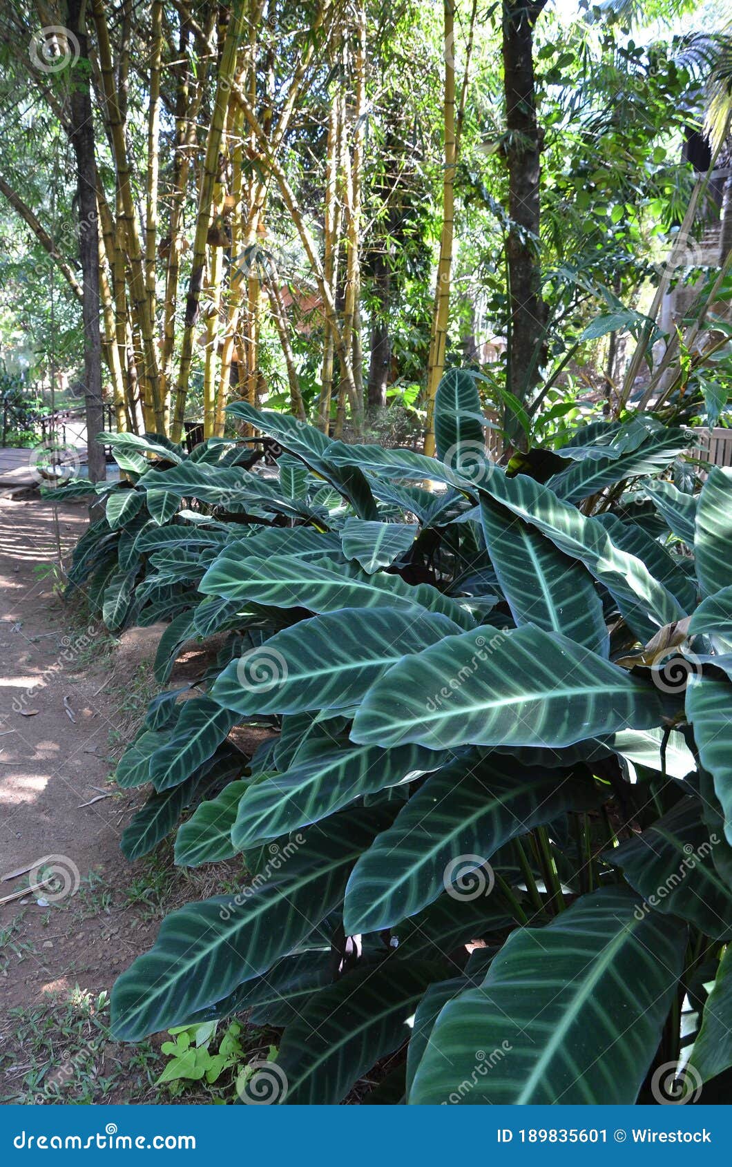 Vertical Shot of the Plants by the Walking Path in a Forest Captured ...
