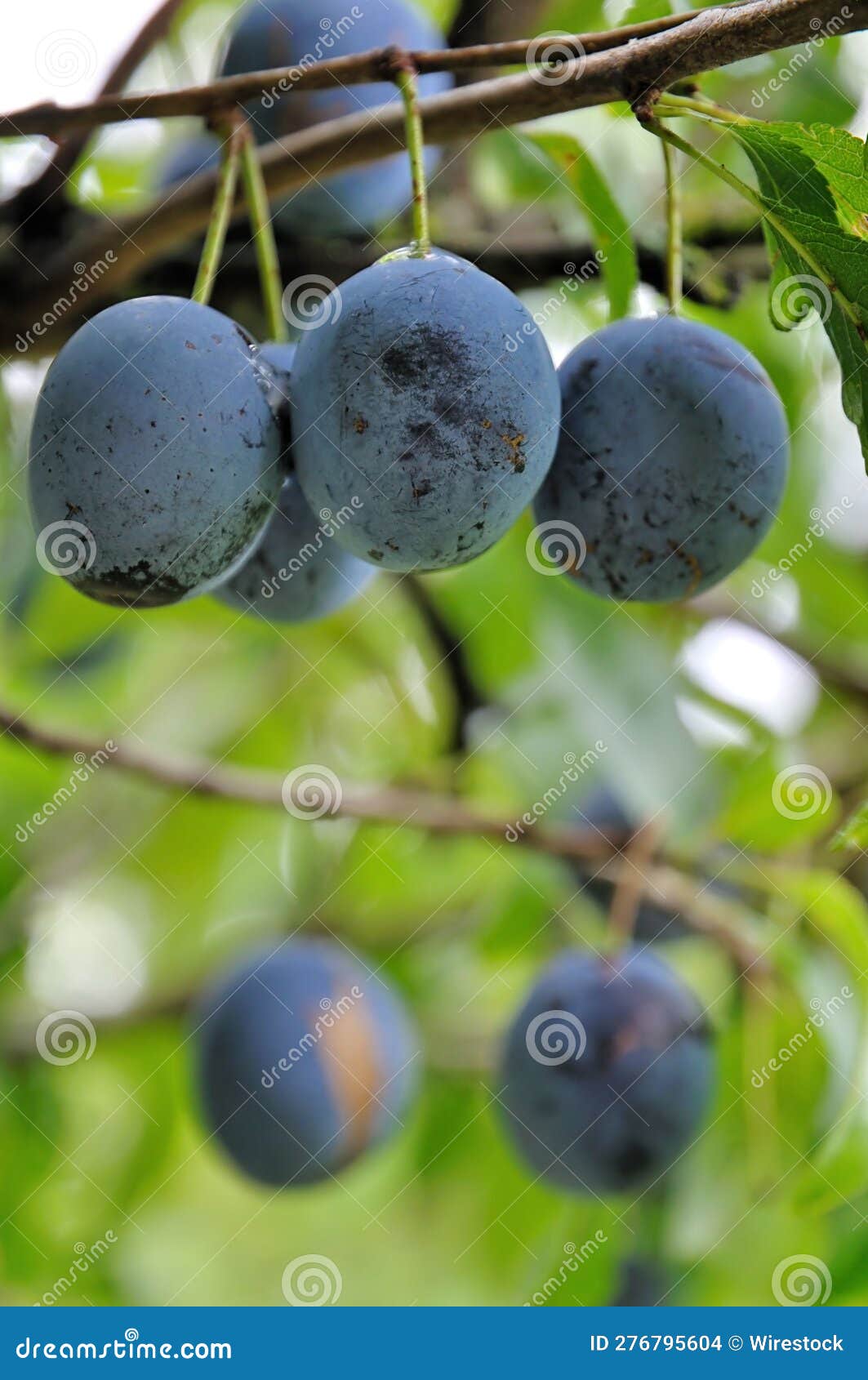 Plums Hanging In The Tree Royalty-Free Stock Photo | CartoonDealer.com ...