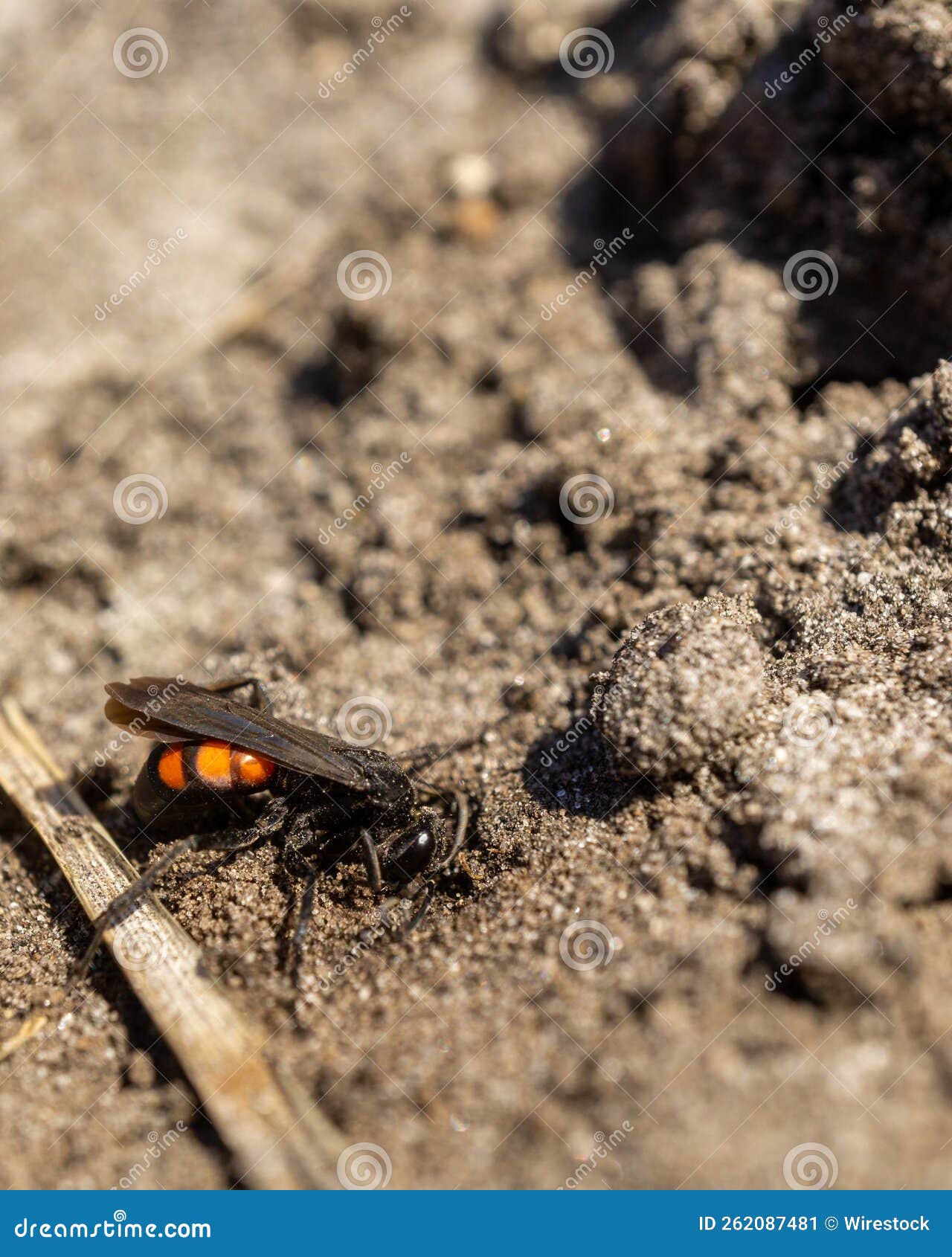 Vertical Shot of a Pompilidae on the Ground Stock Image - Image of ...