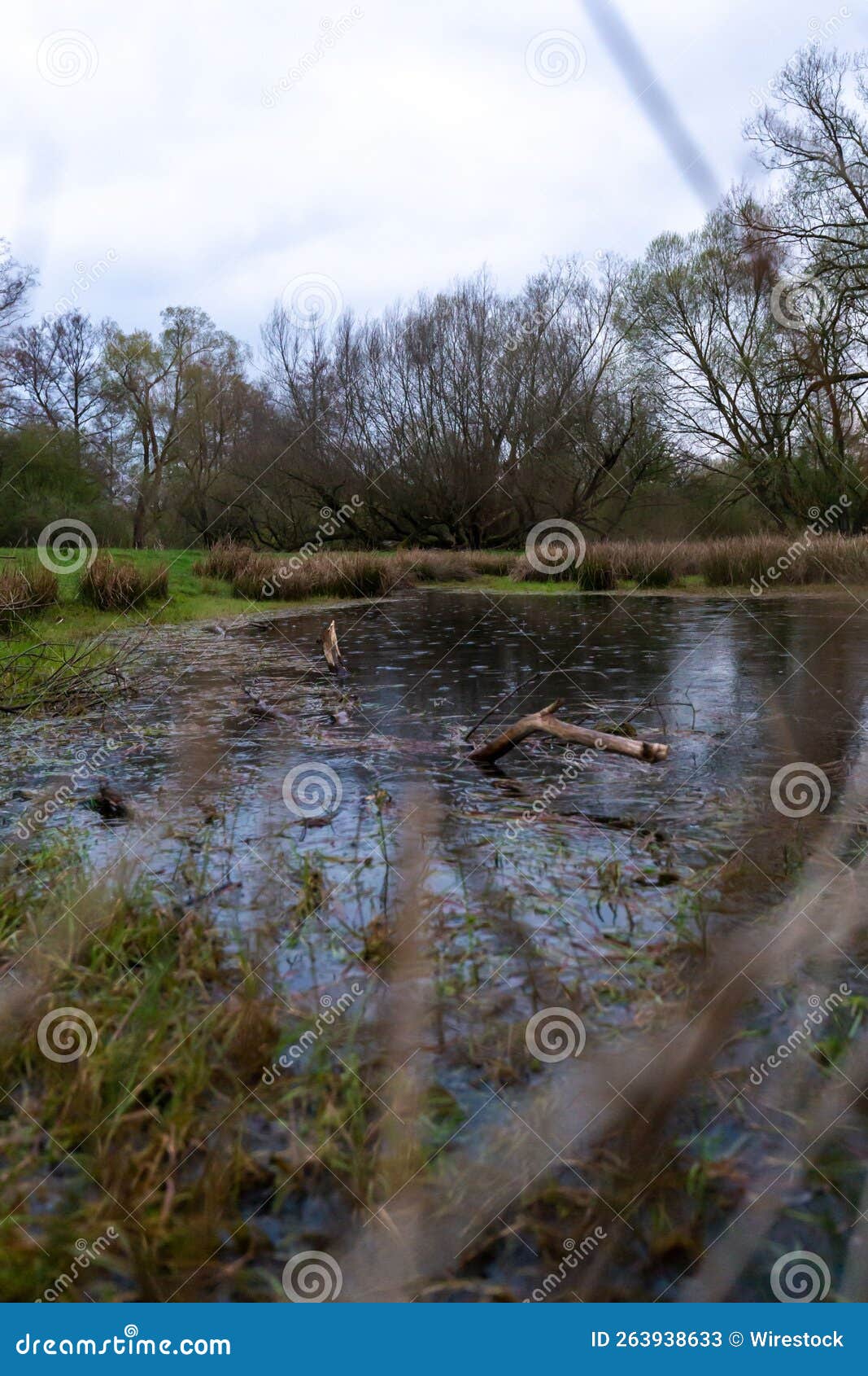 Vertical shot of a pond stock image. Image of landscape - 263938633