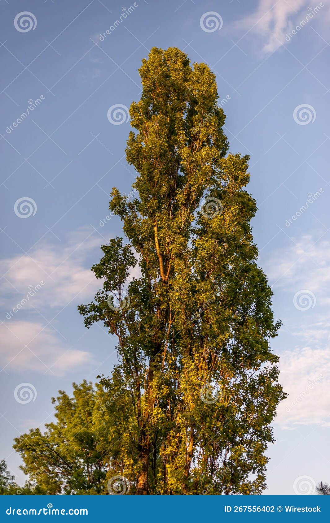 Vertical Shot of a Populus Tree in the Background of the Blue Sky Stock ...