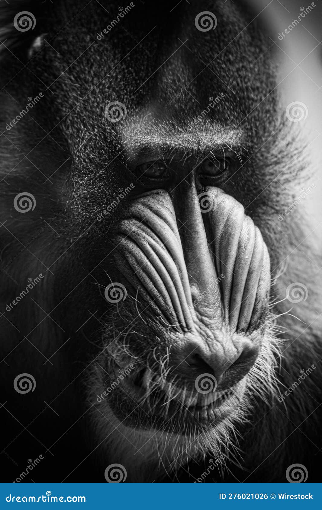 Vertical Shot of a Portrait of a Mandrill Monkey with an Expressive ...