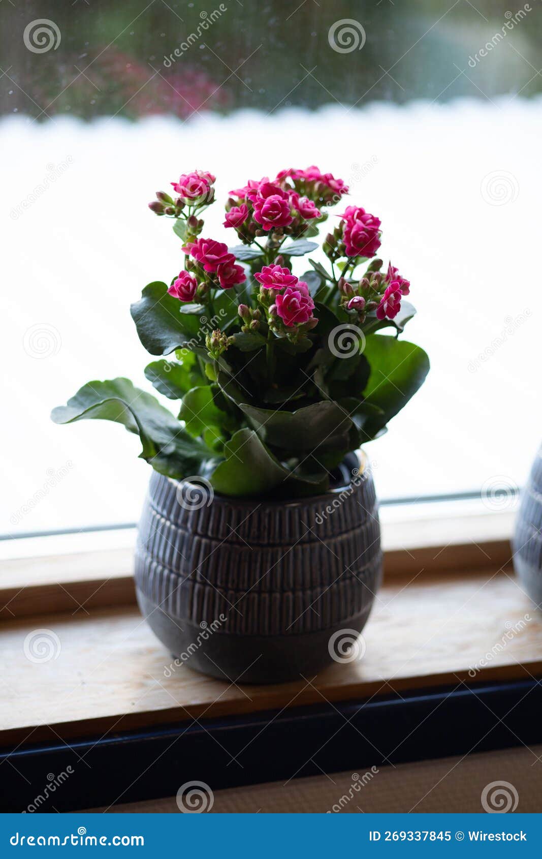 Vertical Shot of a Potted Kalanchoe Plant by the Window. Stock Image ...