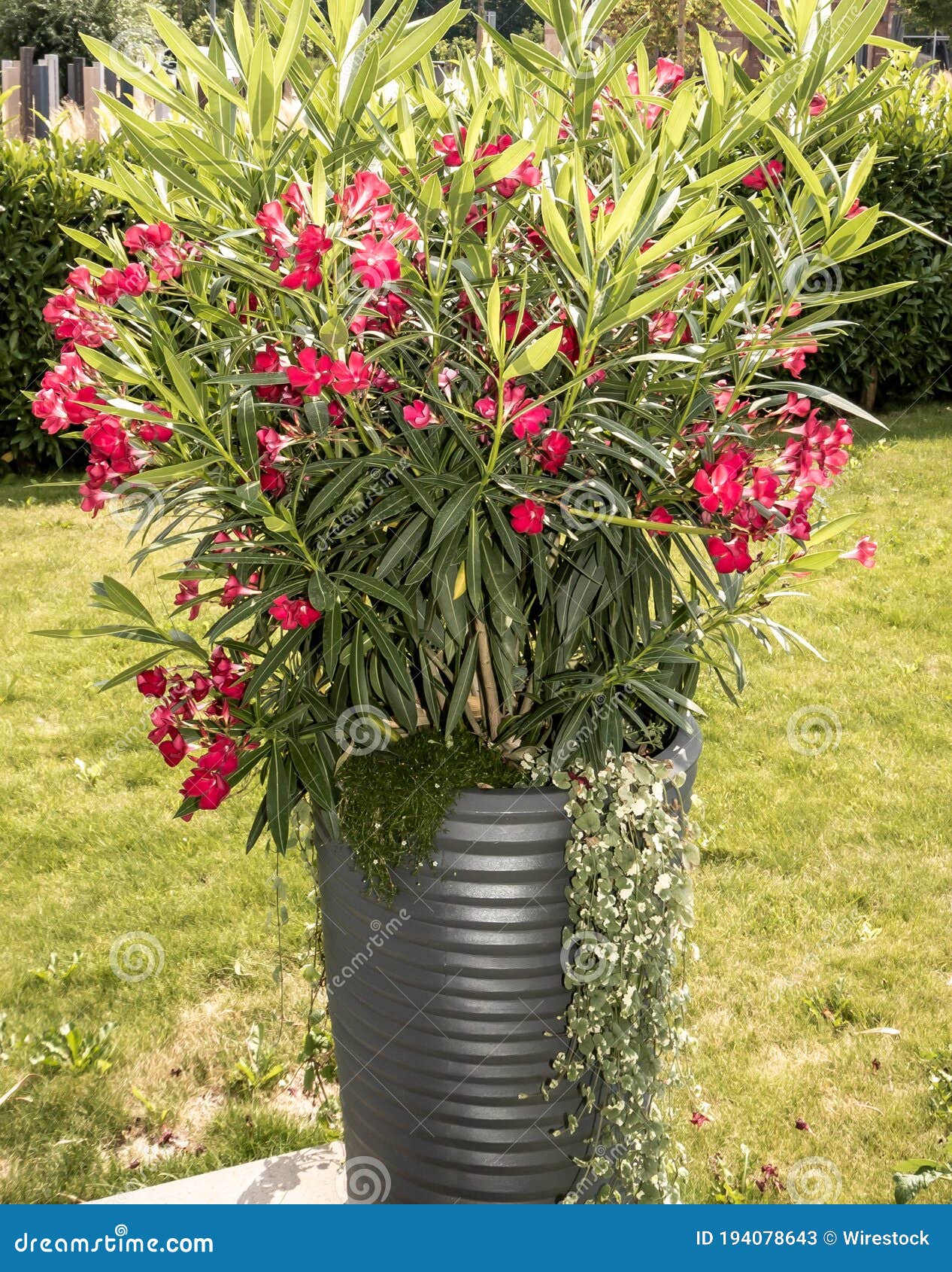 Vertical Shot of Potted Oleanders in a Park Under the Sunlight with a ...