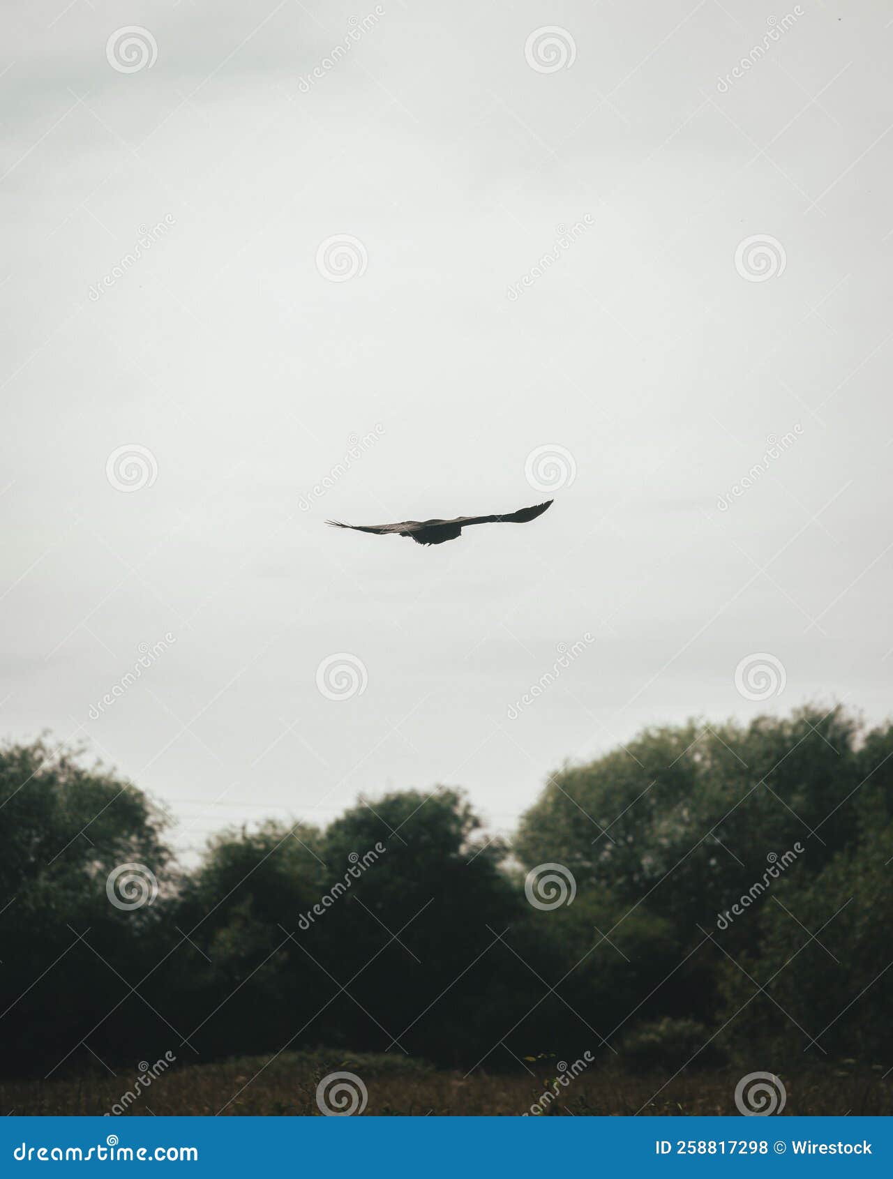 Vertical Shot of a Powerful Bird Flying Over a Park Stock Photo - Image ...
