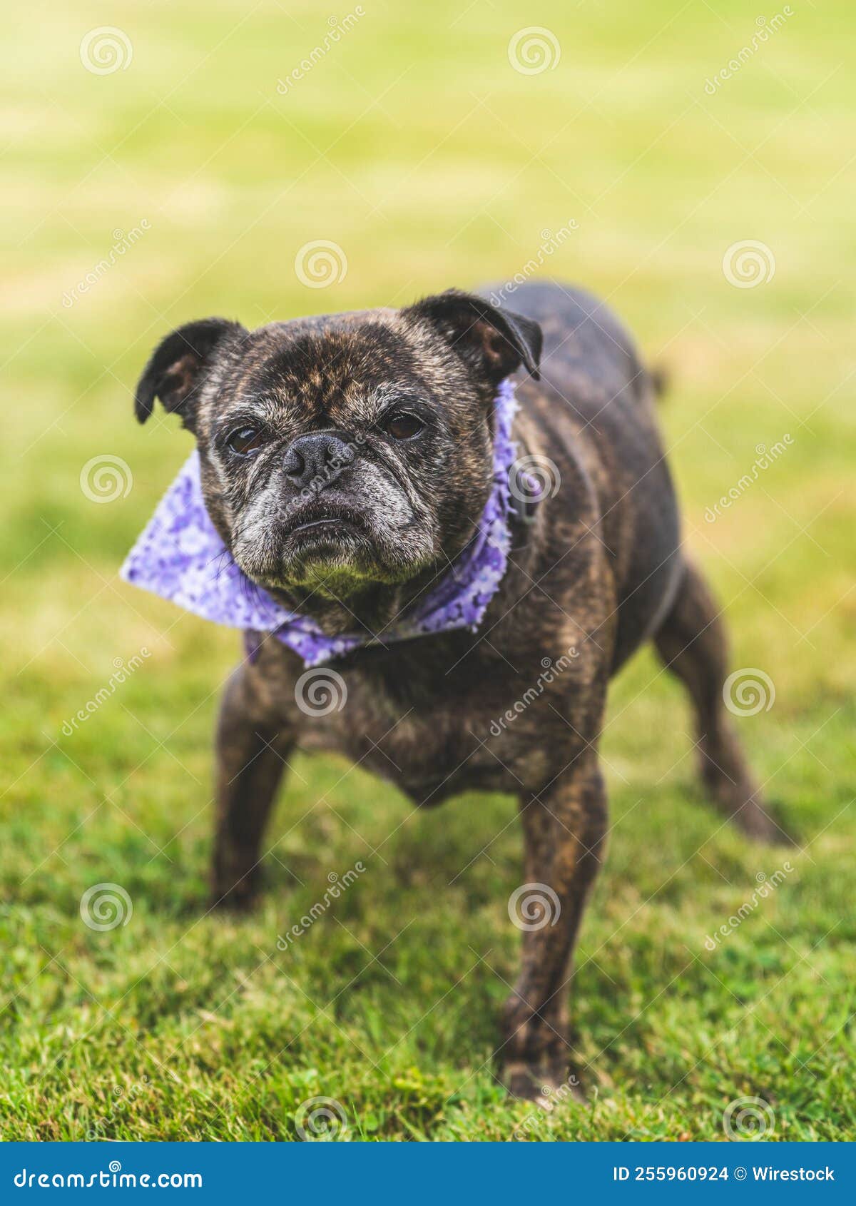 Vertical Shot of a Pug and Boston Terrier Mix Standing on the Grass ...