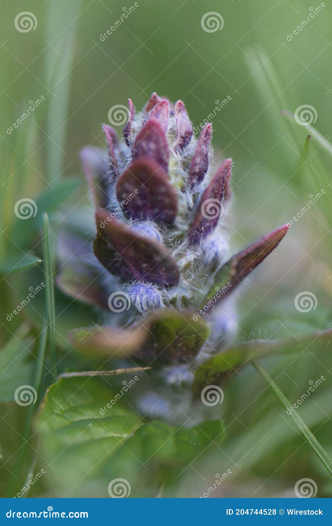 Vertical Shot of a Purple Pyramidal Bugle Plant on a Blurry Background ...