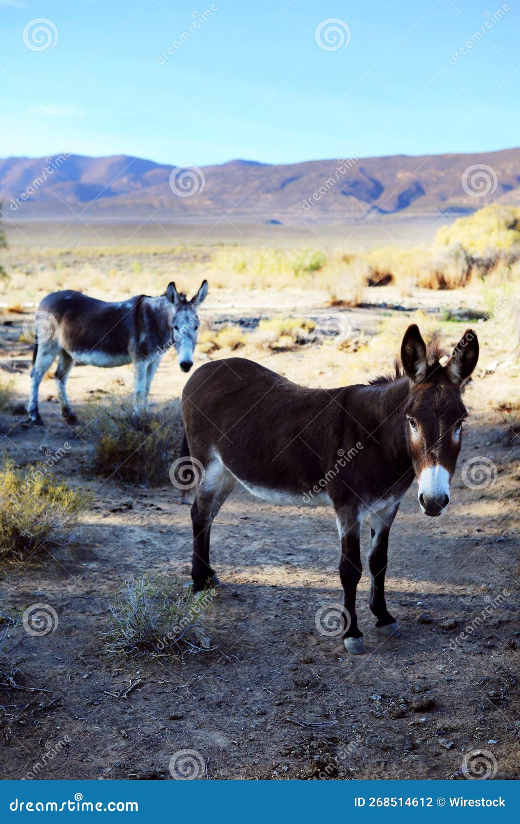 Vertical Shot of Pyrenean Donkeys Standing on the Dunes with Mountain ... Vertical Shot of Pyrenean Donkeys Standing on the Dunes with Mountain ...