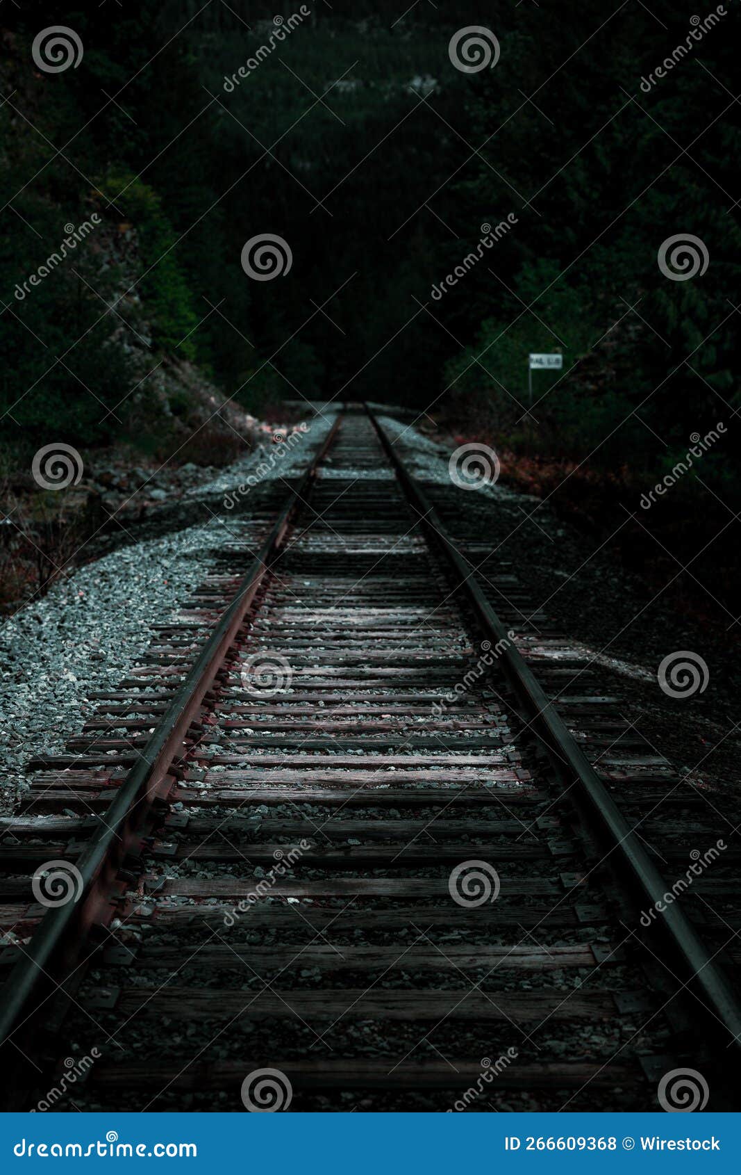 Vertical Shot of Railway Tracks in a Forest Stock Photo - Image of ...