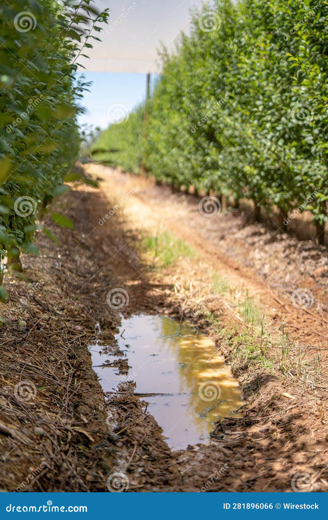 Vertical Shot of a Rain Puddle in Mud on an Agricultural Farm, with ...