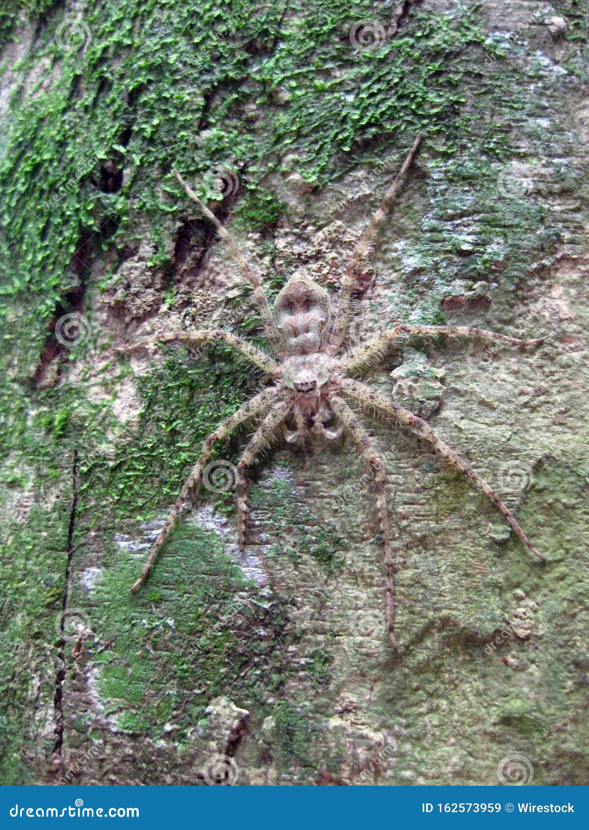 Vertical Shot of a Rare Spider on a Tree Covered with Moss Stock Image ...